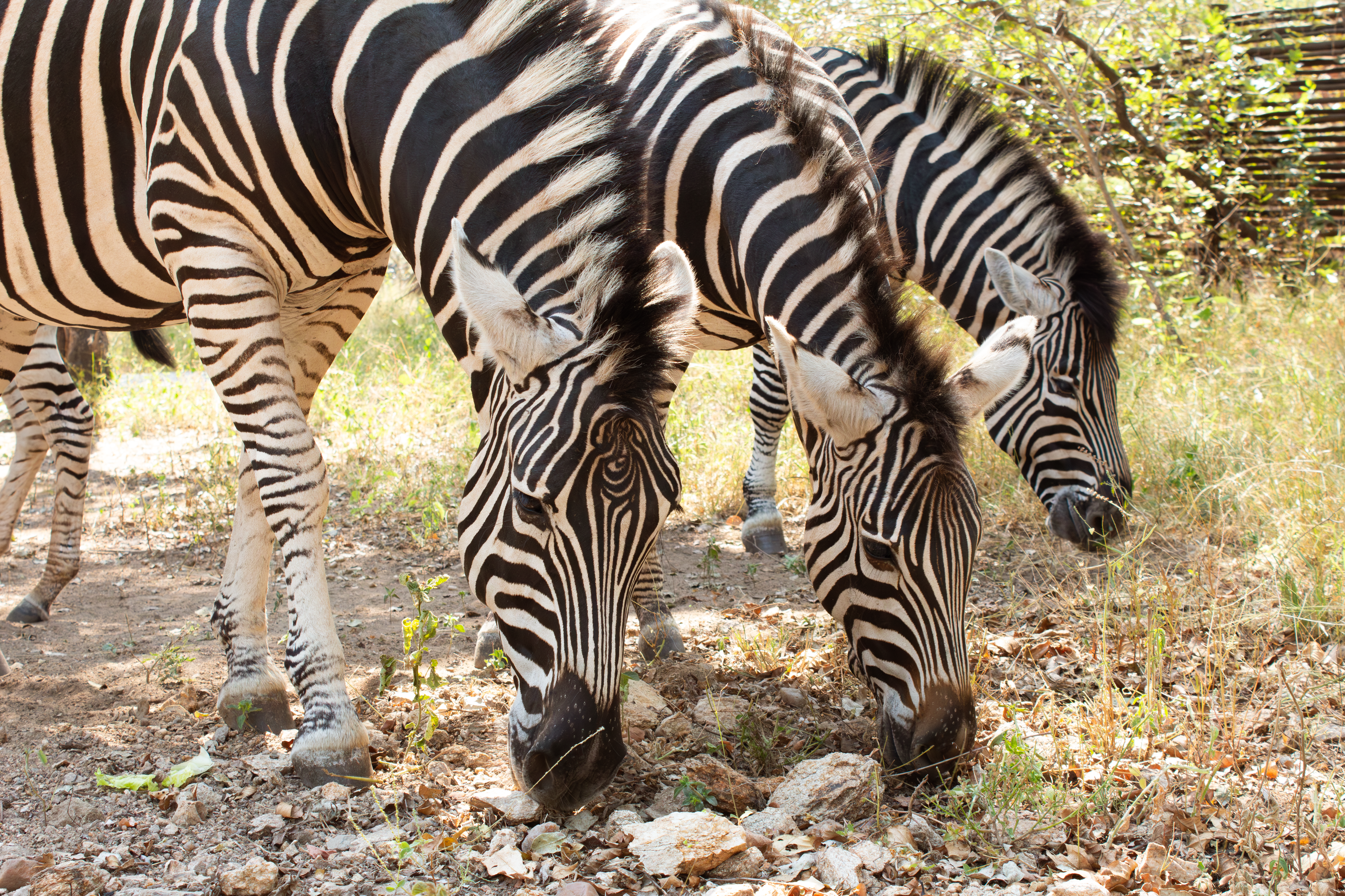 A couple of zebra standing next to each other on a field photo – Free ...