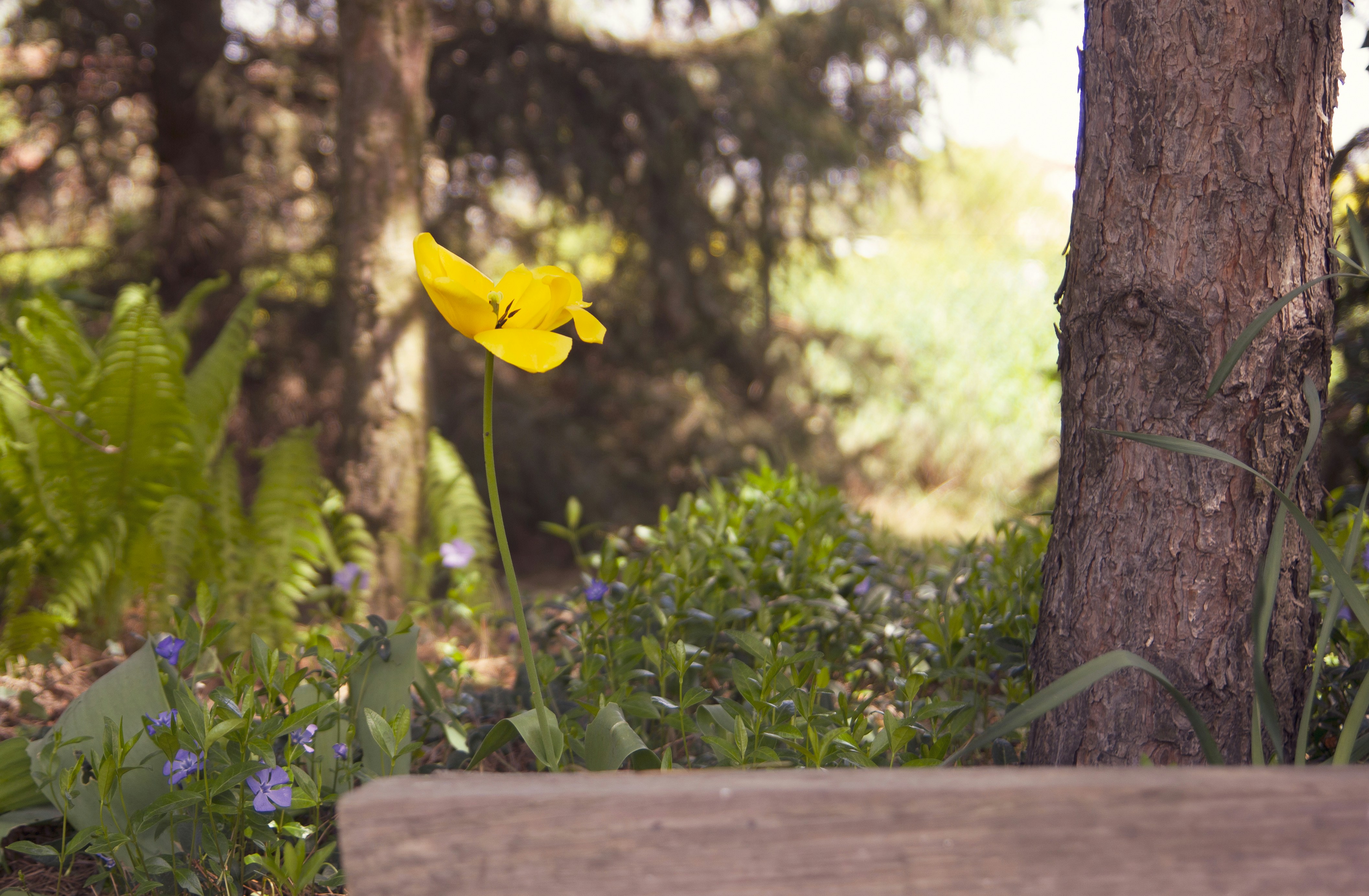 Golden Iris in a Quiet Woodland Frame