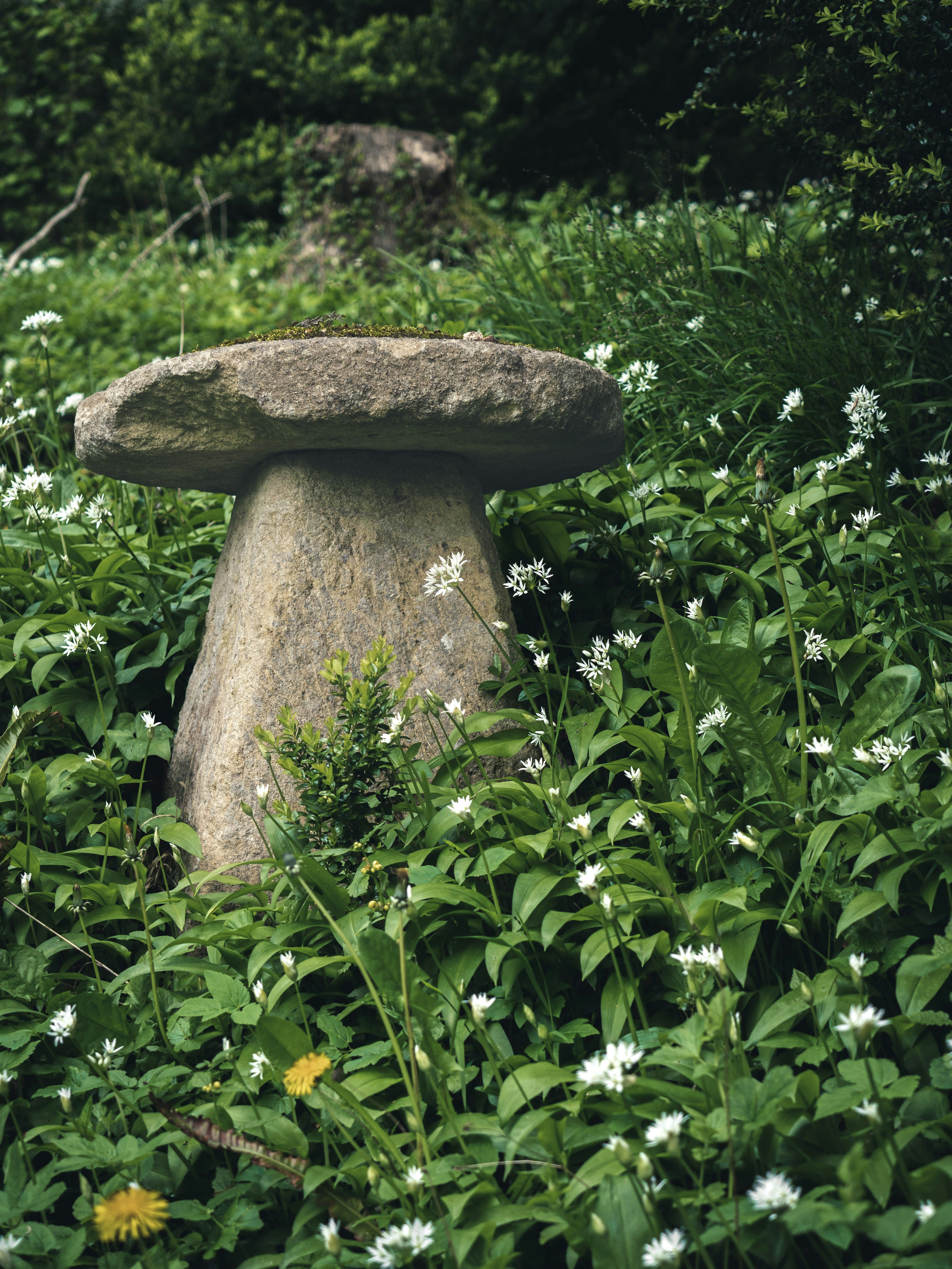 Old English Staddlestone surrounded by wild garlic. Spring in Wiltshire, England.
