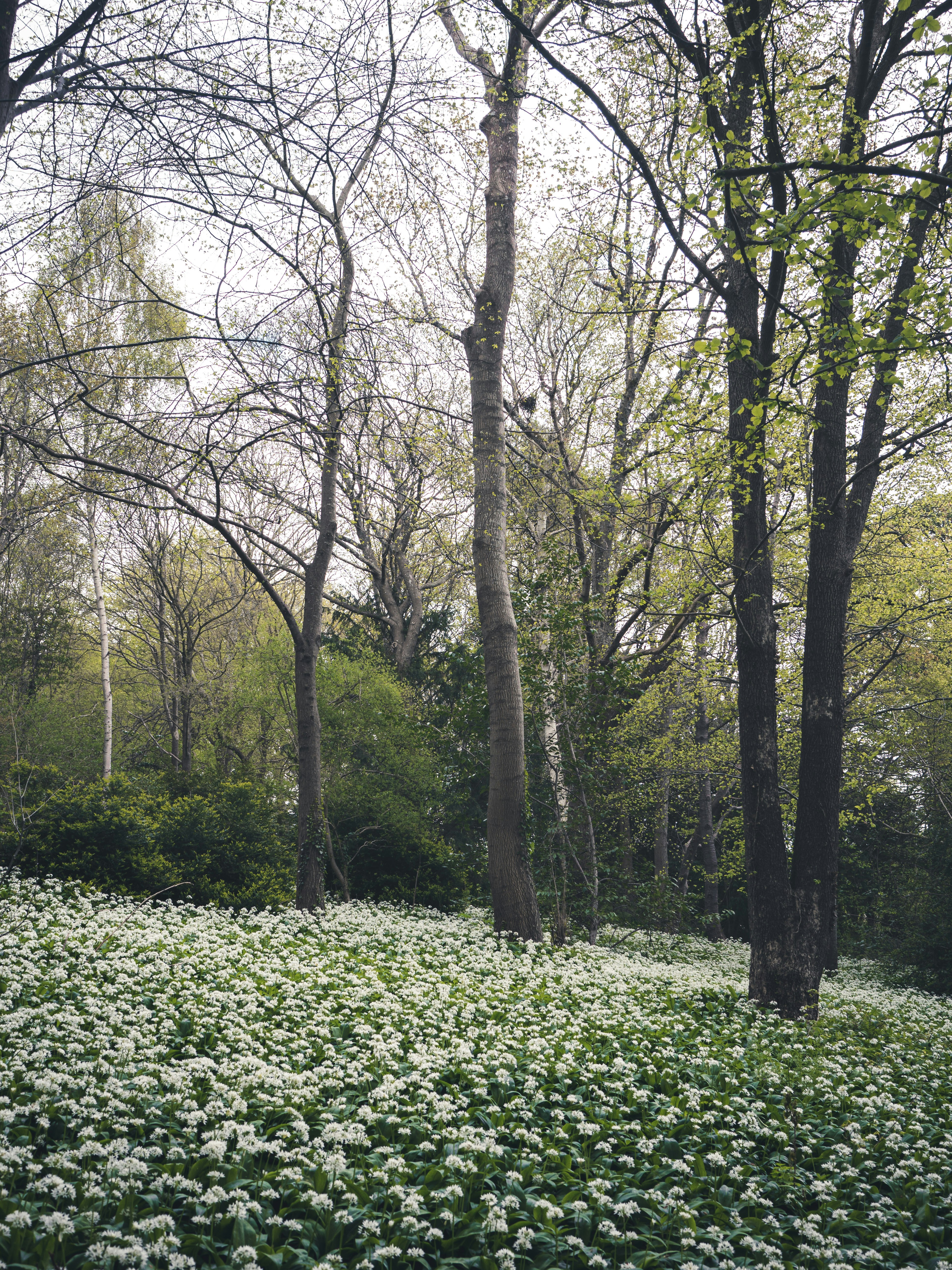 A lush green forest filled with lots of trees photo – Free Uk Image on ...