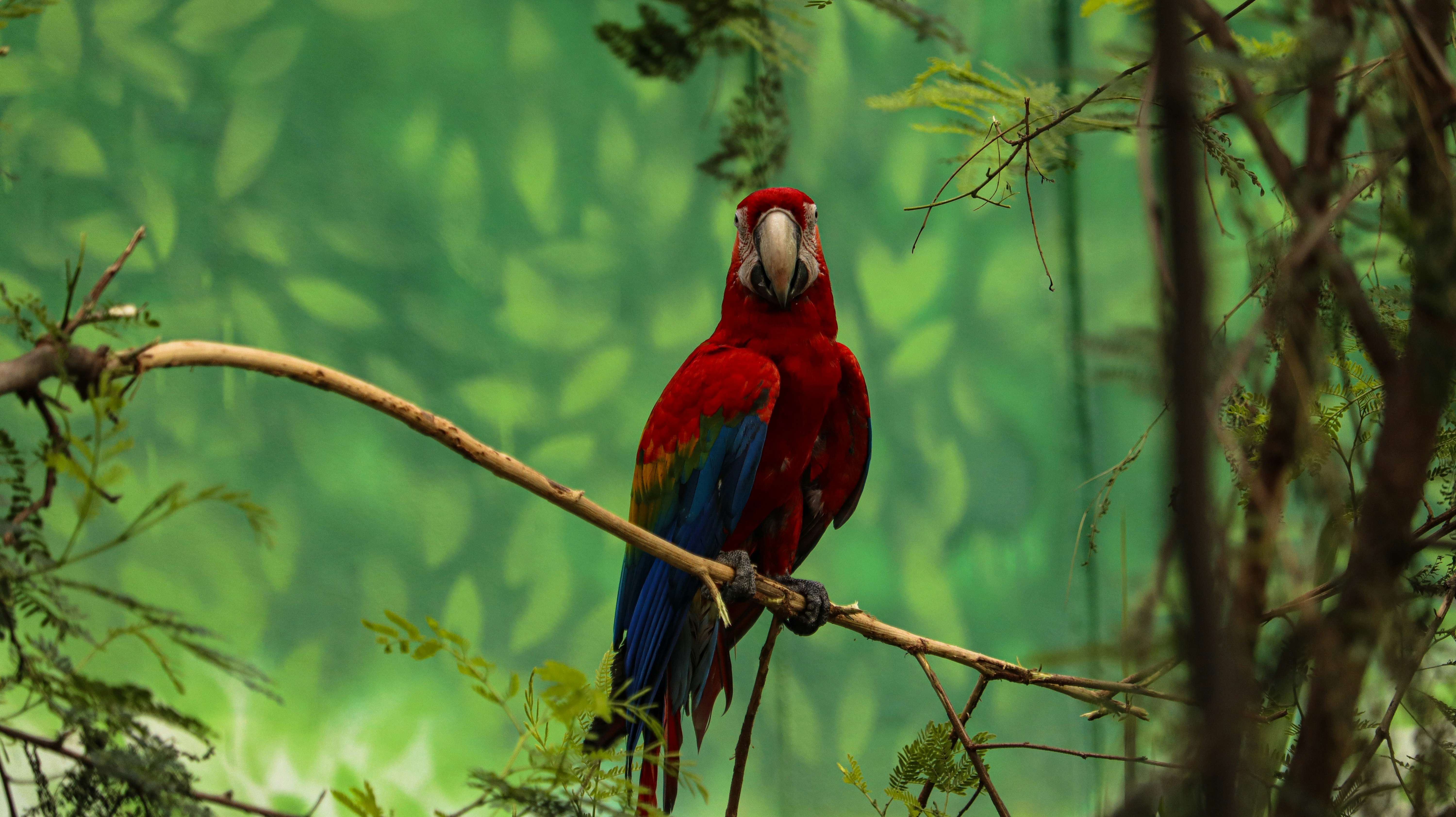 Crimson Parrot on a Moonlit Green Canopy