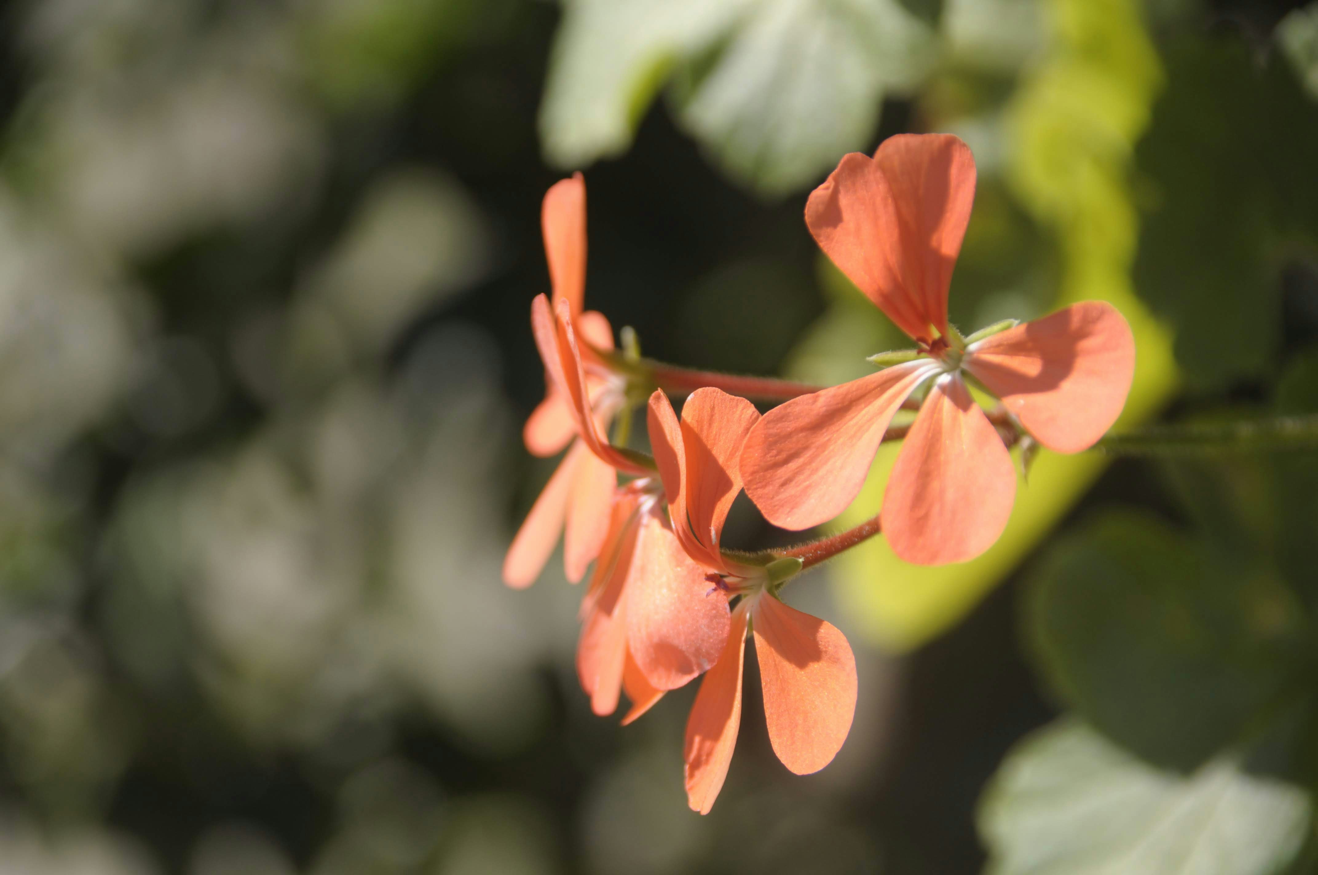 Sunlit Coral Geranium: Delicate Petals in a Soft Green Backdrop