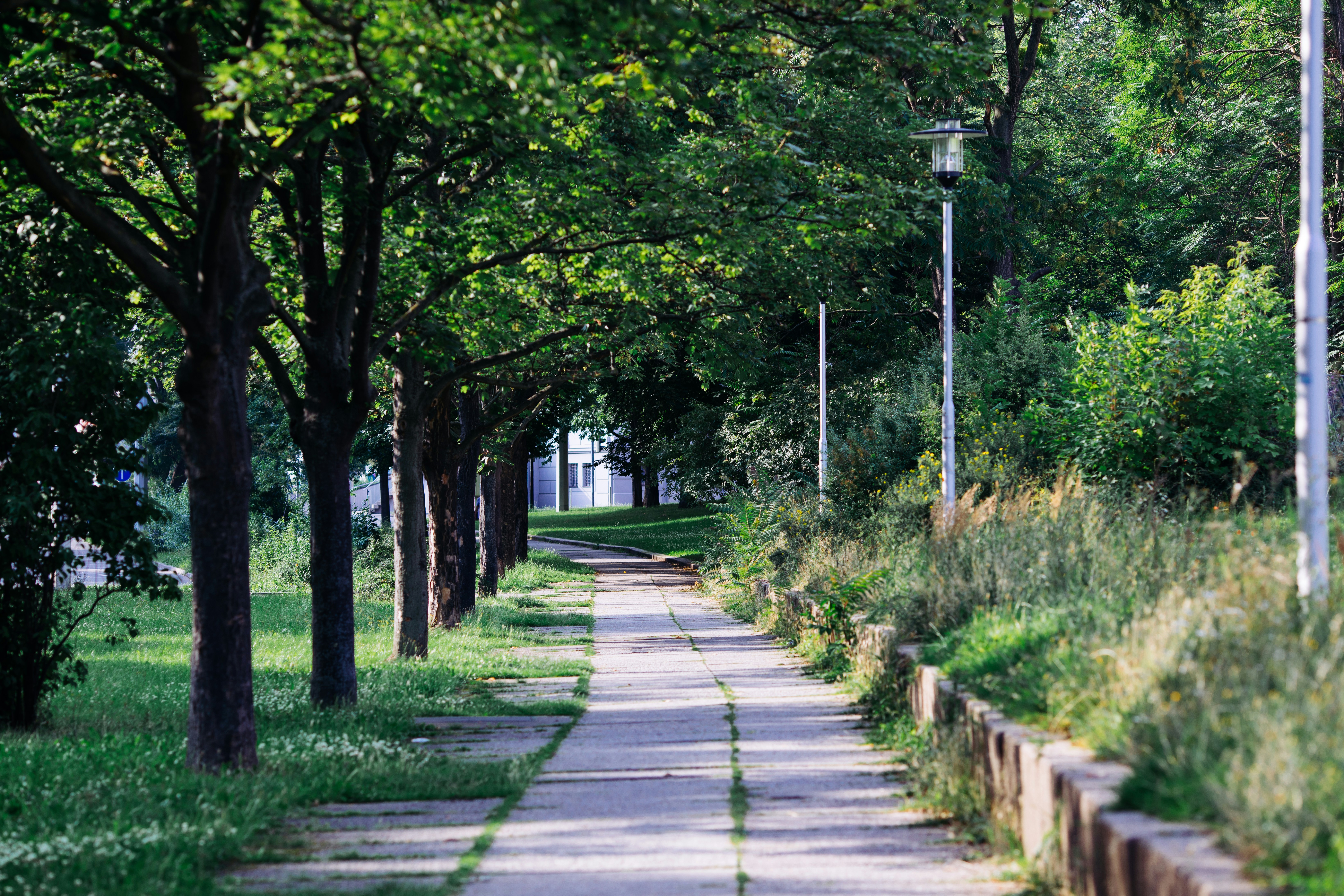 A street lined with trees next to a lush green park photo – Free Gera ...