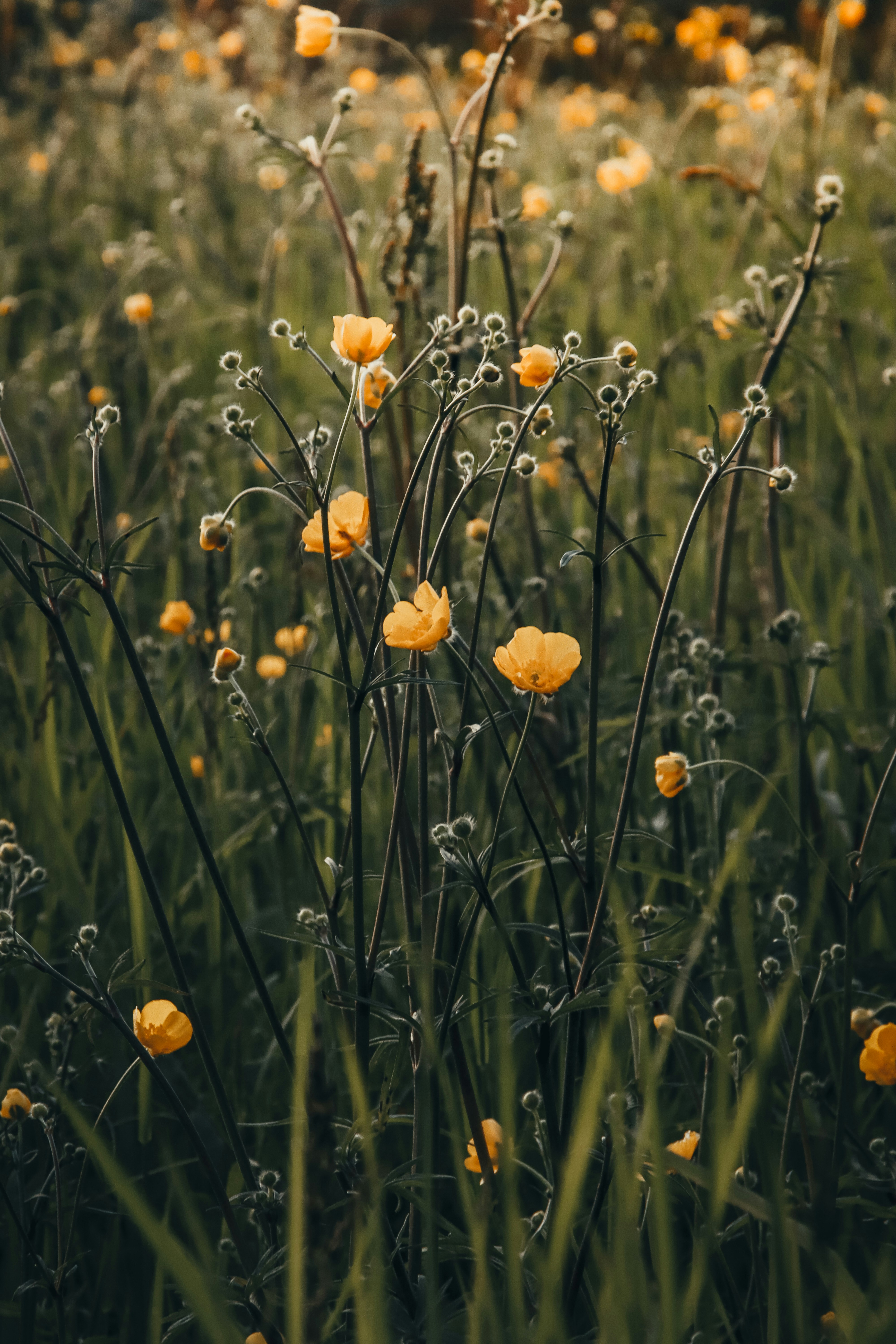 Whispers of a Golden Meadow