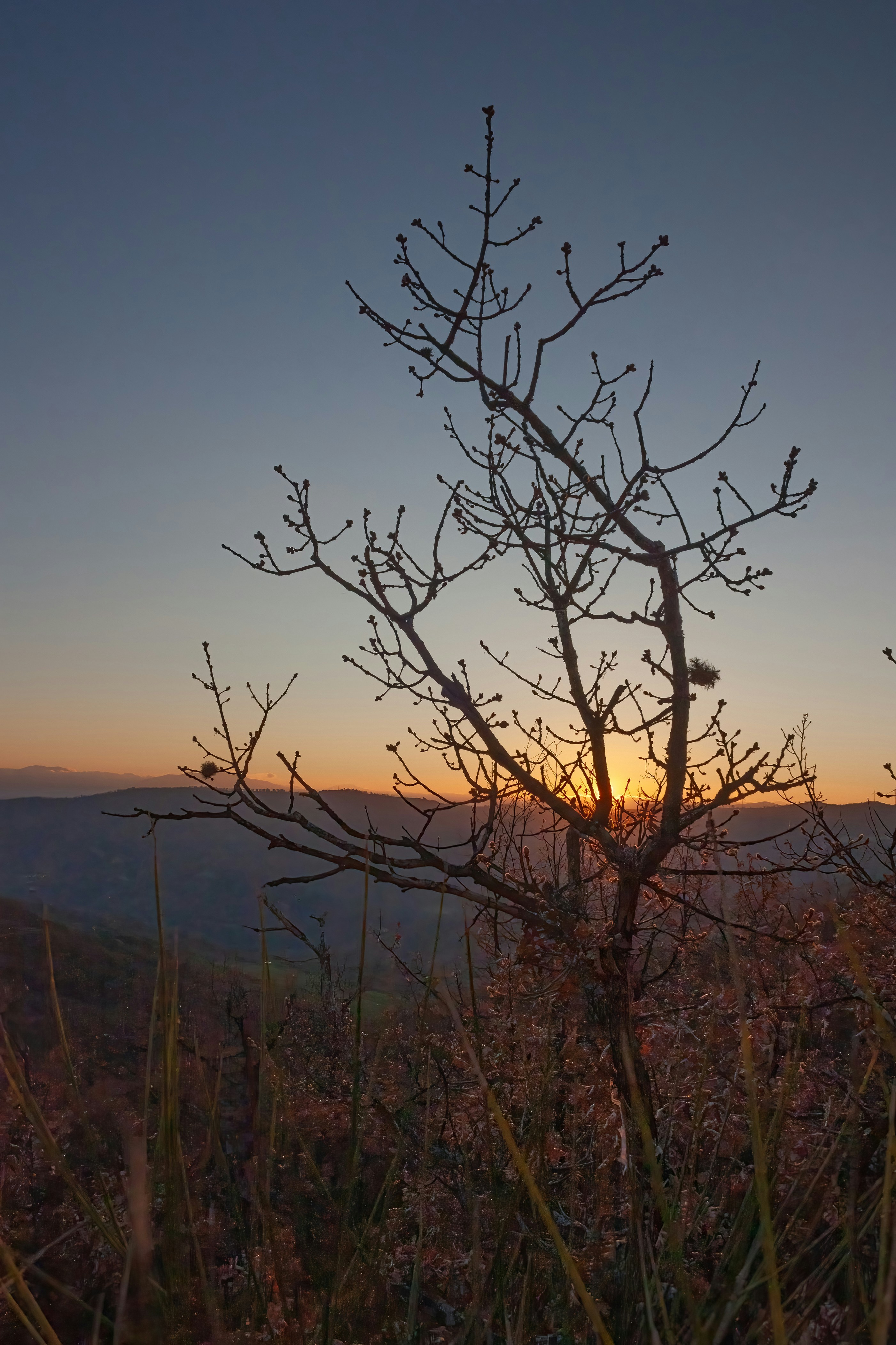 Sunlit silhouette: a leafless thorned tree at dusk above a rolling valley
