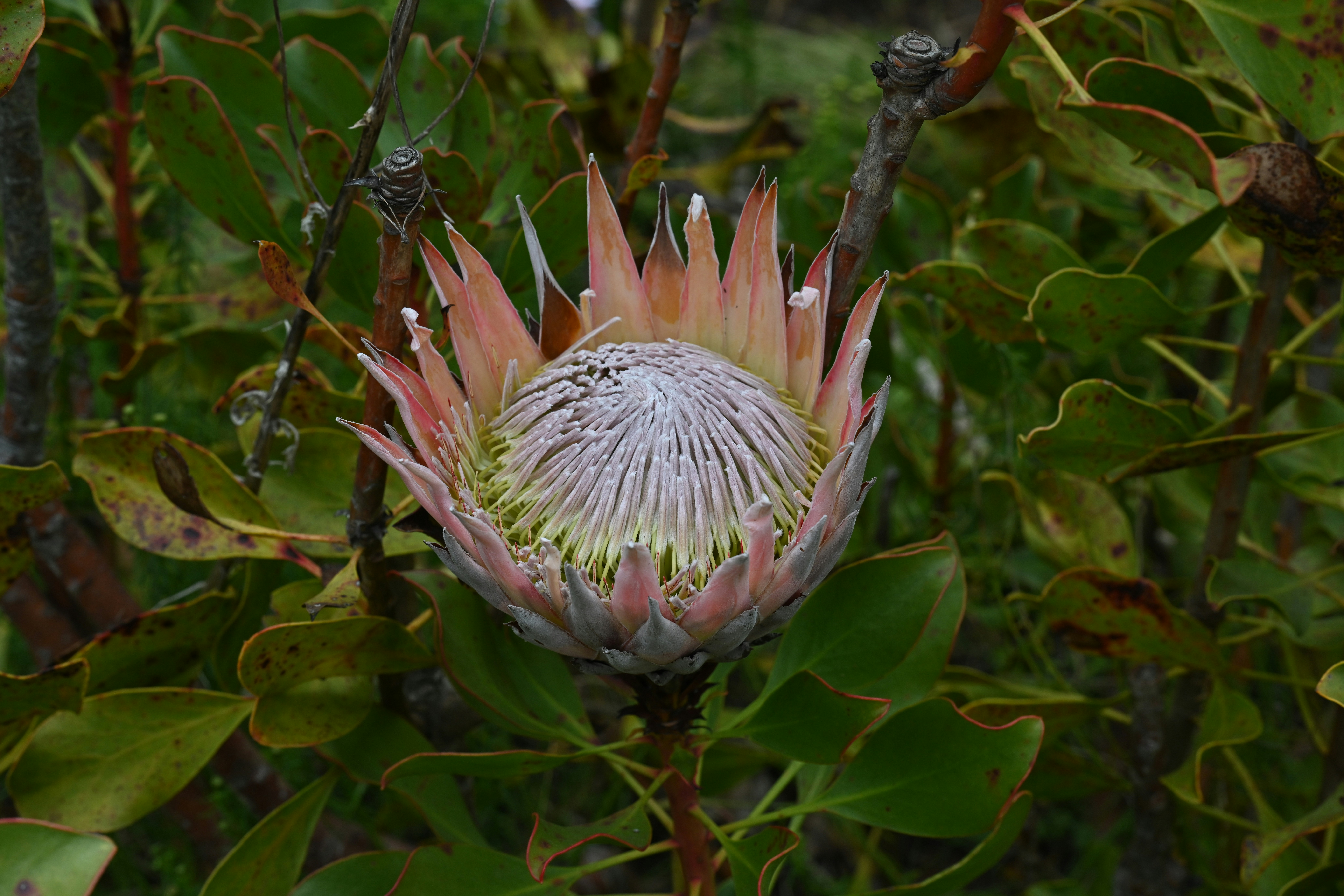 Frosted Crown: A Protea Bloom Amid Verdant Veil