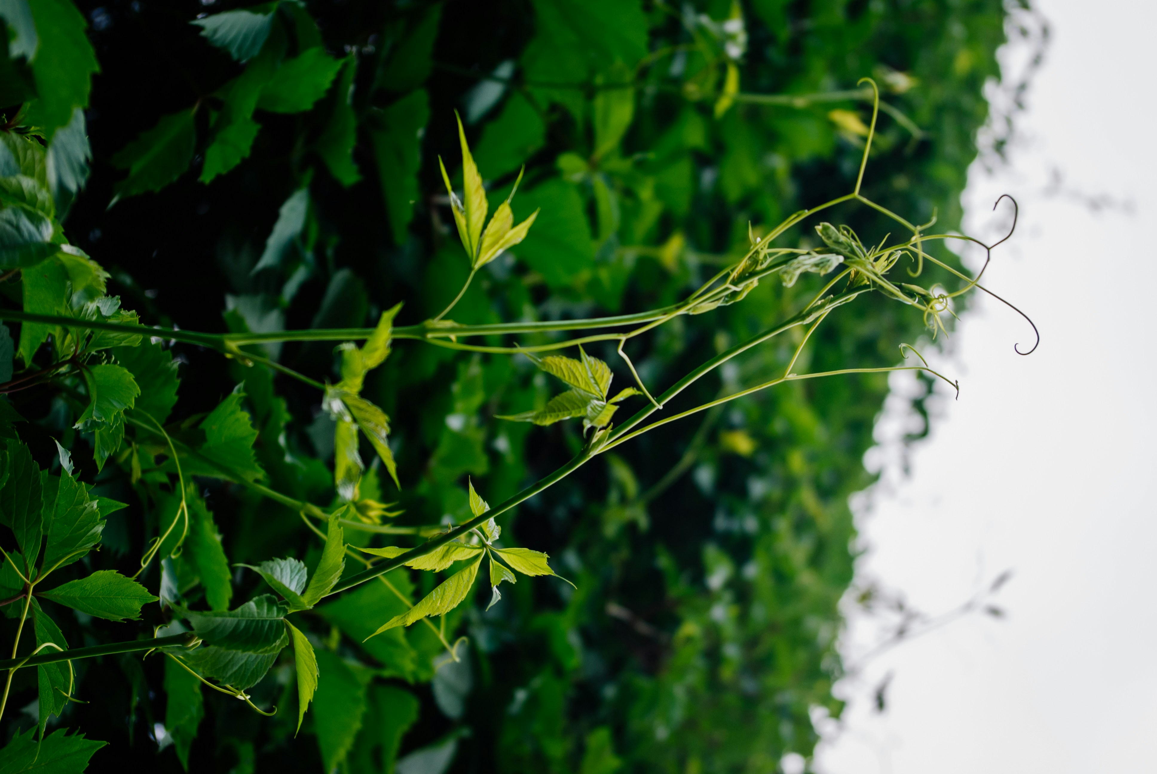 Tendrils in Focus: A Quiet Study of Green Texture