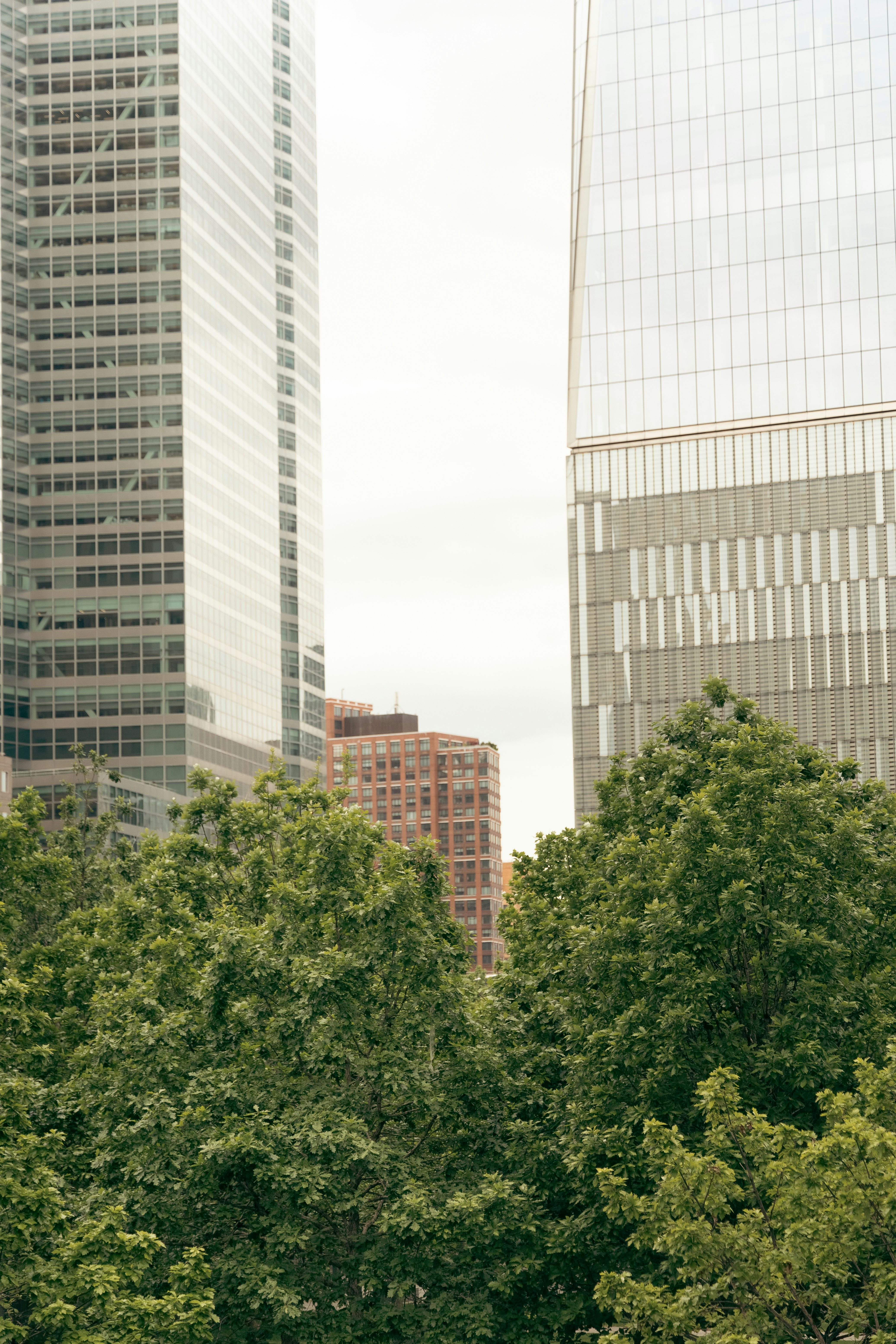 Urban Canopy Between Glass Giants