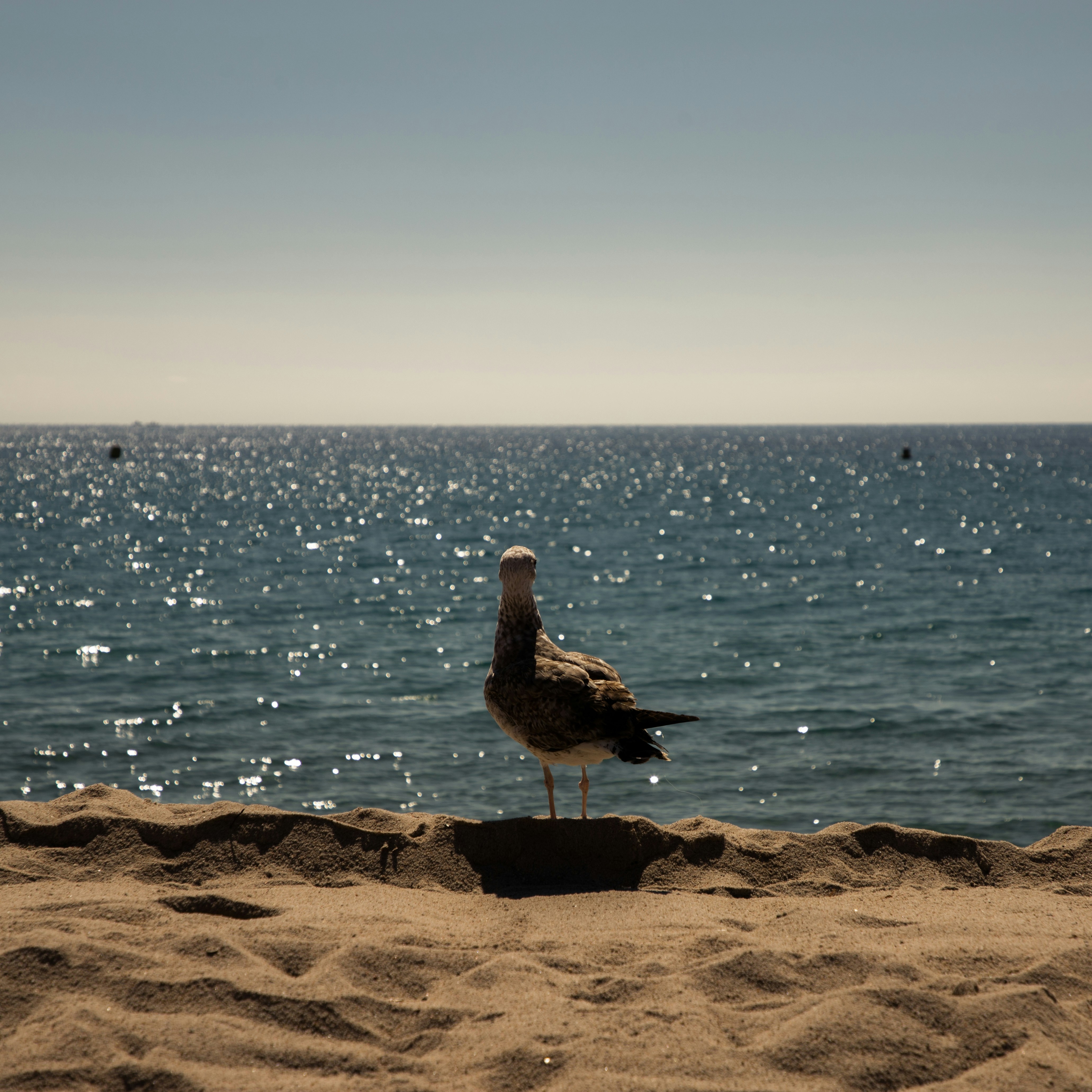 Seaside Sentinel: A Seagull Against the Sparkling Horizon