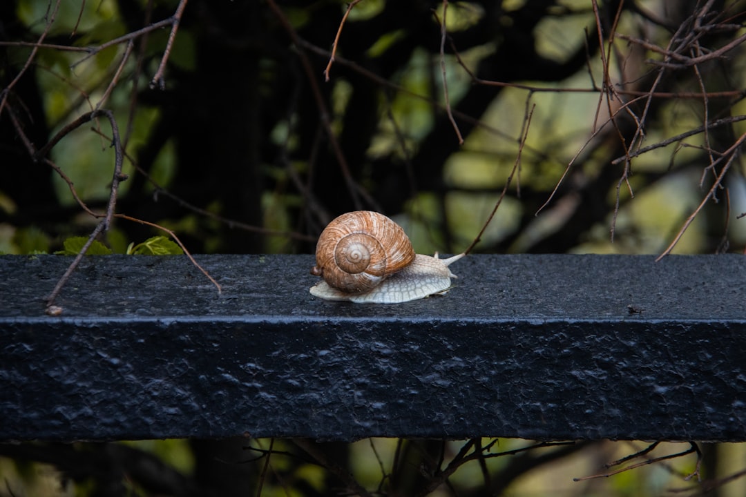 Cephalopods vs. Gastropods - What's the Difference? | This vs. That Cephalopods vs. Gastropods - What's the Difference? | This vs. That