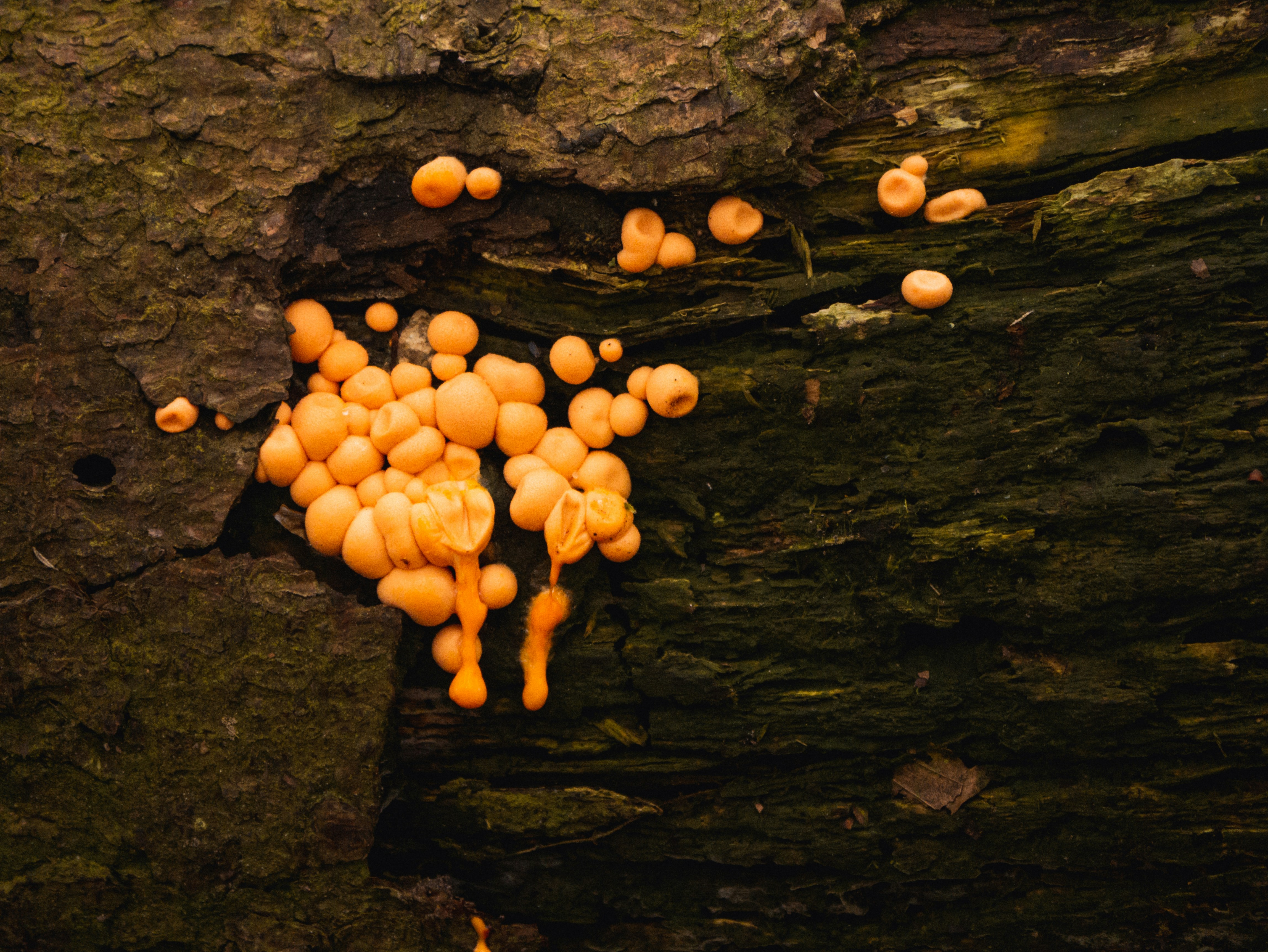 Amber Fungi Clusters Adorning a Mossy Log