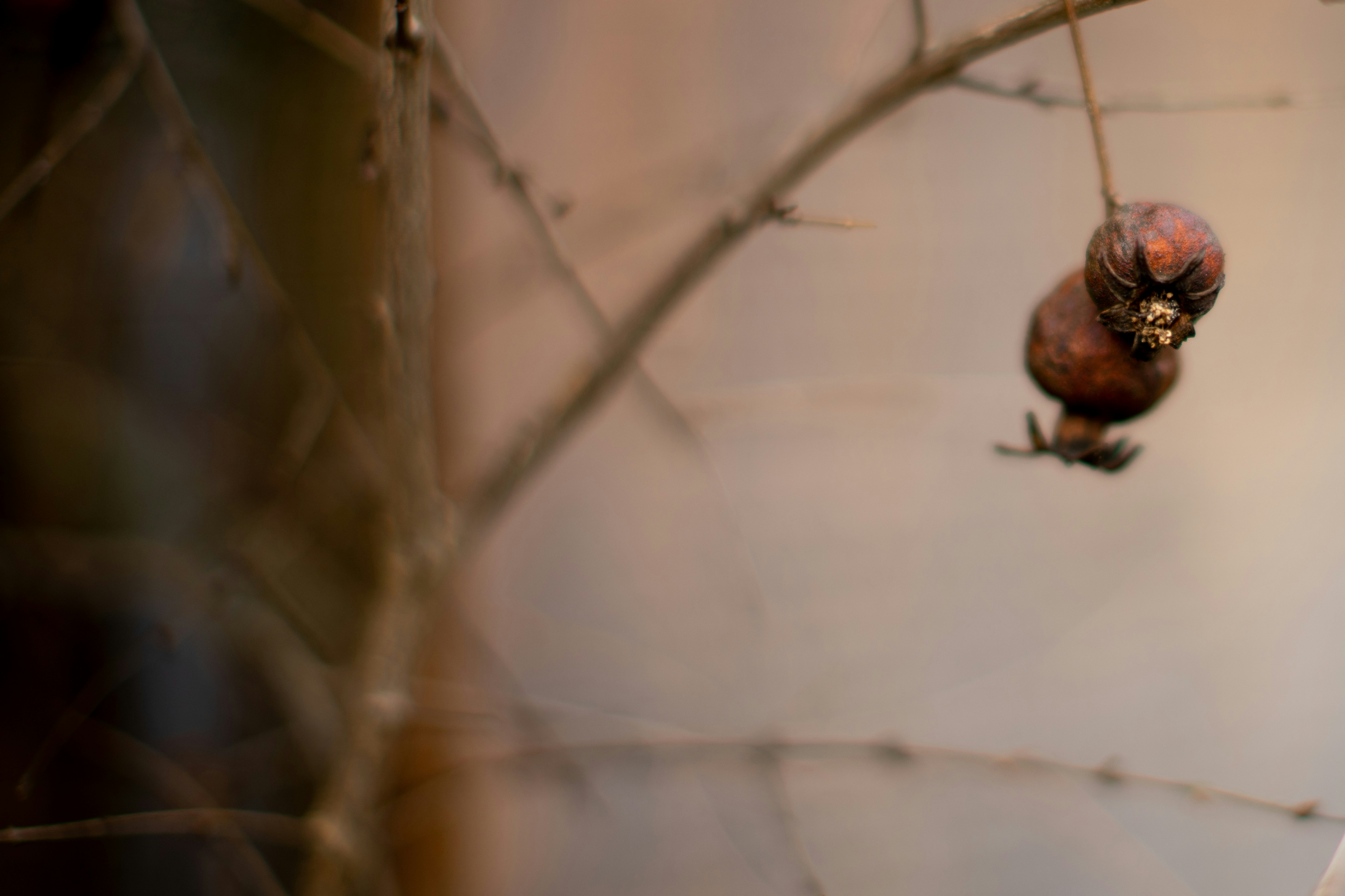 a close up of a branch with some fruit on it