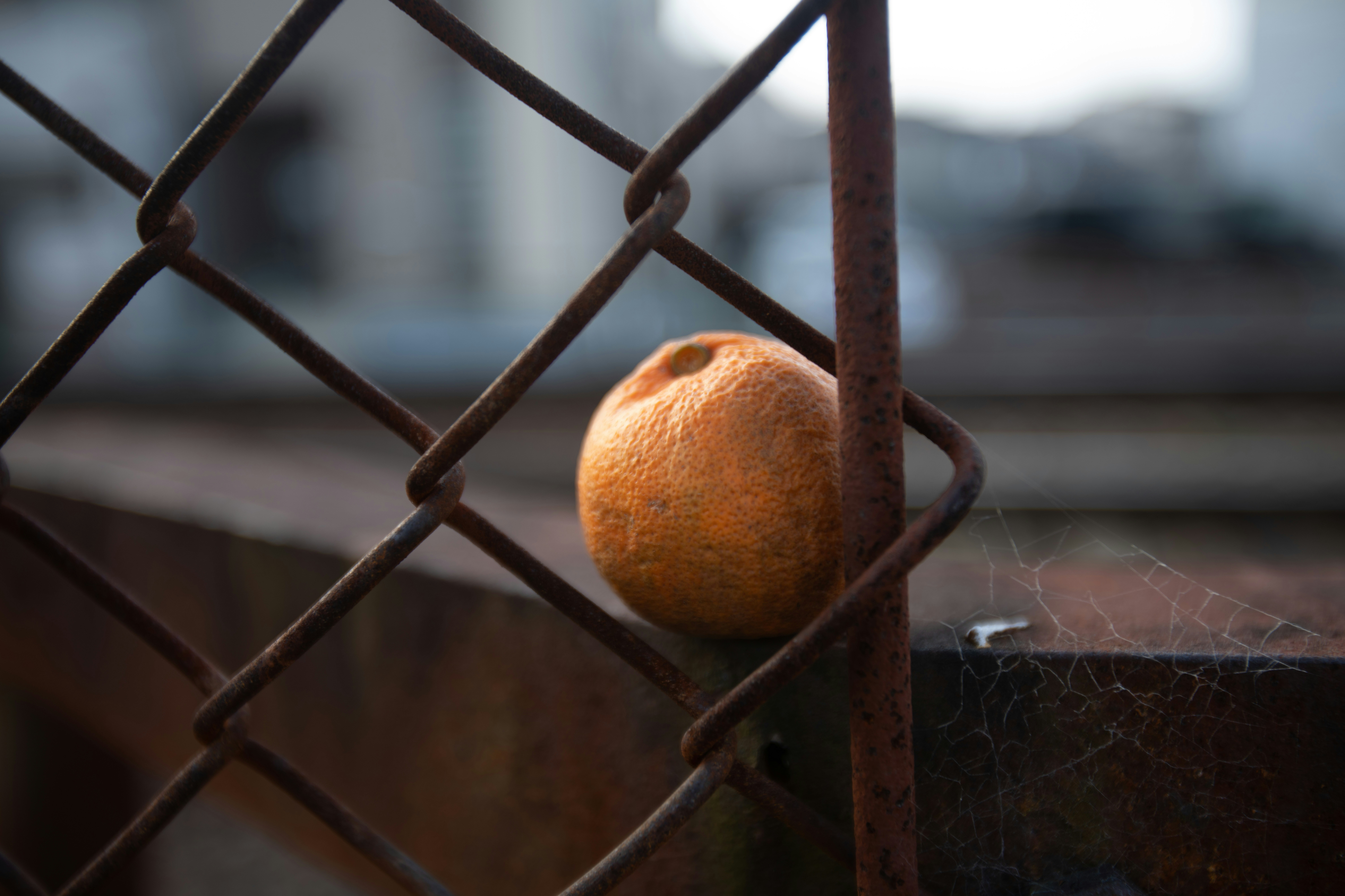 Solitary orange on rusted mesh: a quiet urban still life