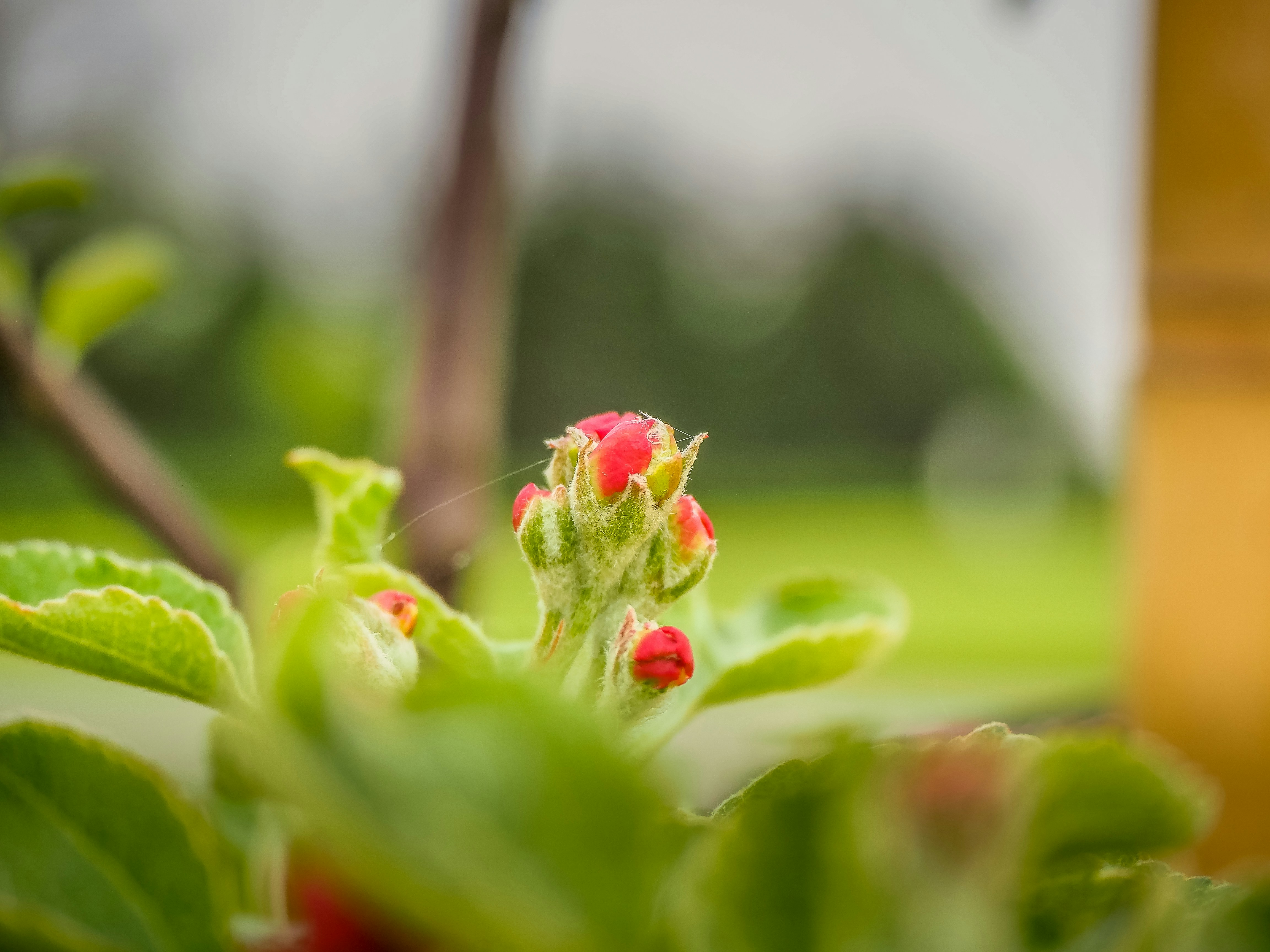Close-up photograph of a budding red flower against soft green leaves, with a shallow depth of field.