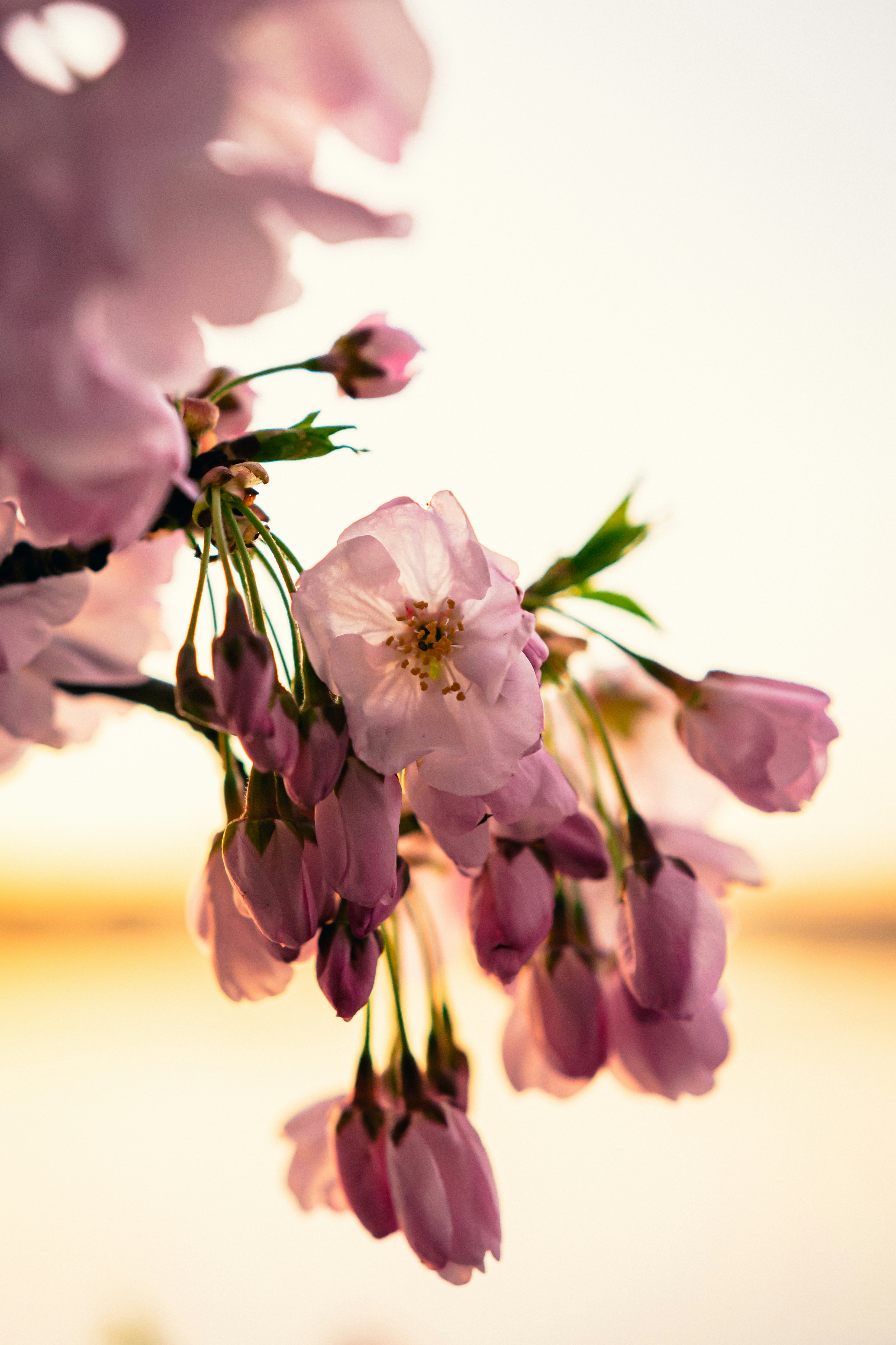 Golden Hour Sakura: A Gentle Cascade of Backlit Pink Blooms