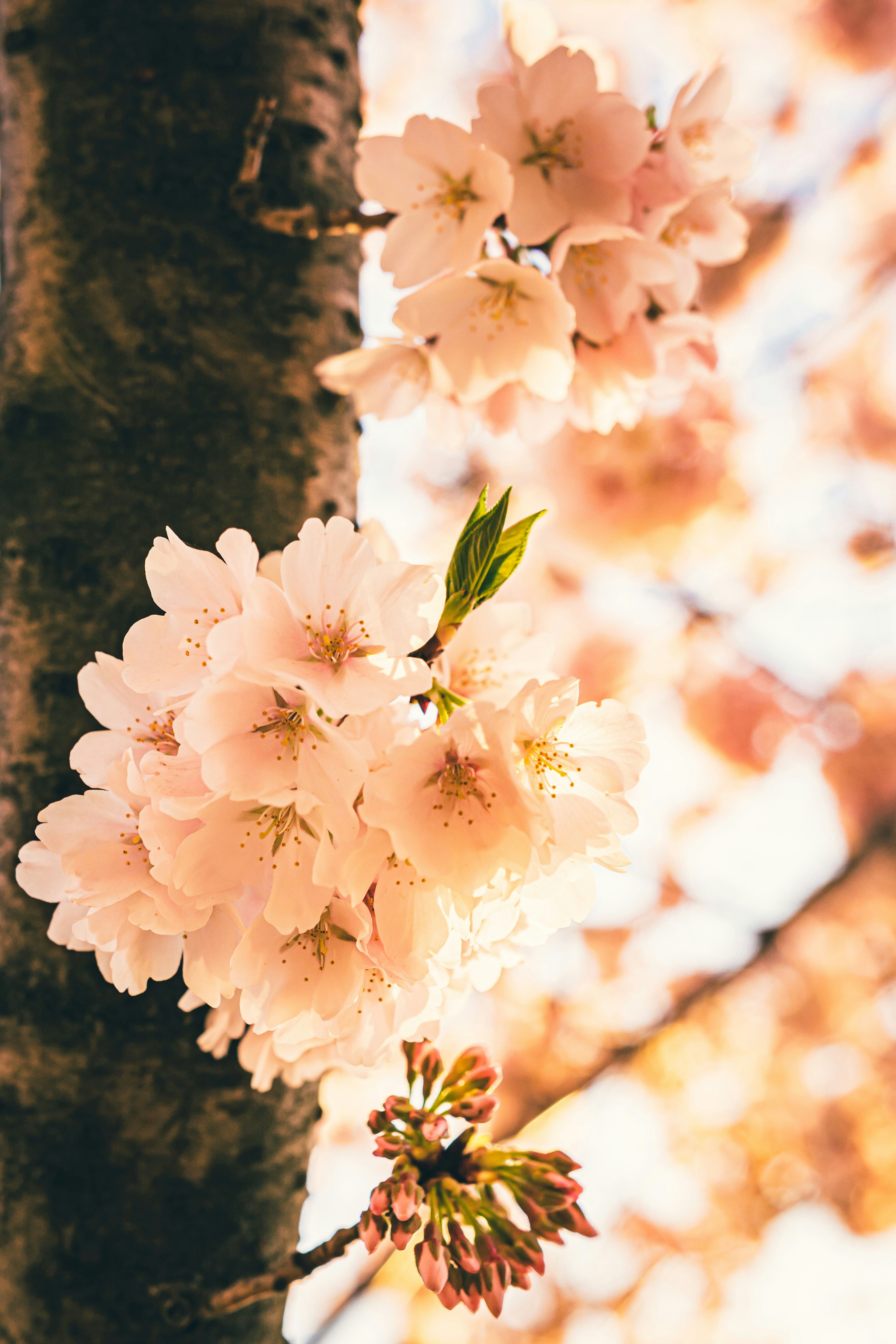 Sunlit Sakura on a Weathered Trunk: A Quiet Spring Moment