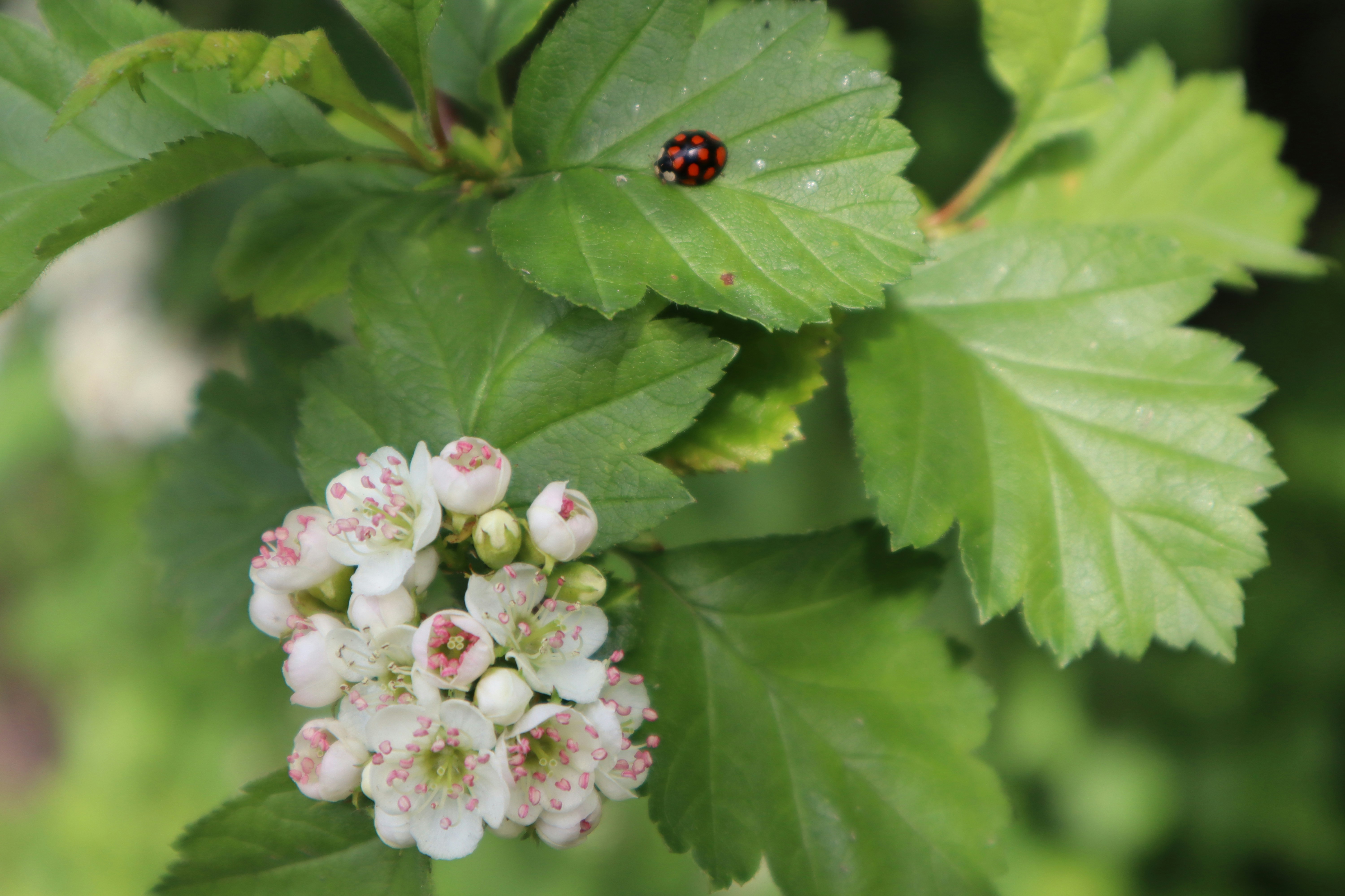 Scarlet Ladybug on a Green Leaf Above a Pale Flower Cluster