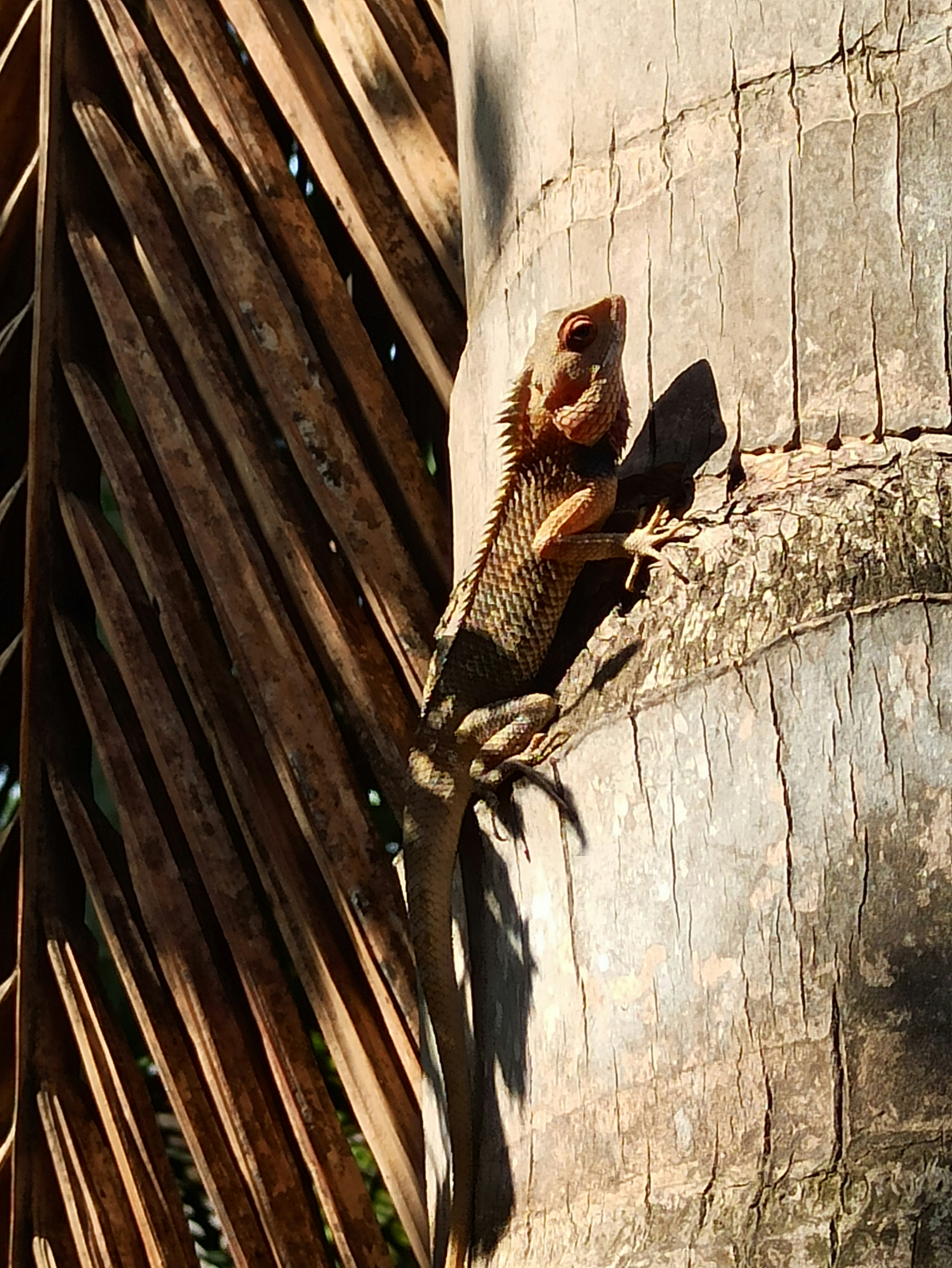 Sunlit Brown Lizard Clinging to Weathered Palm Bark
