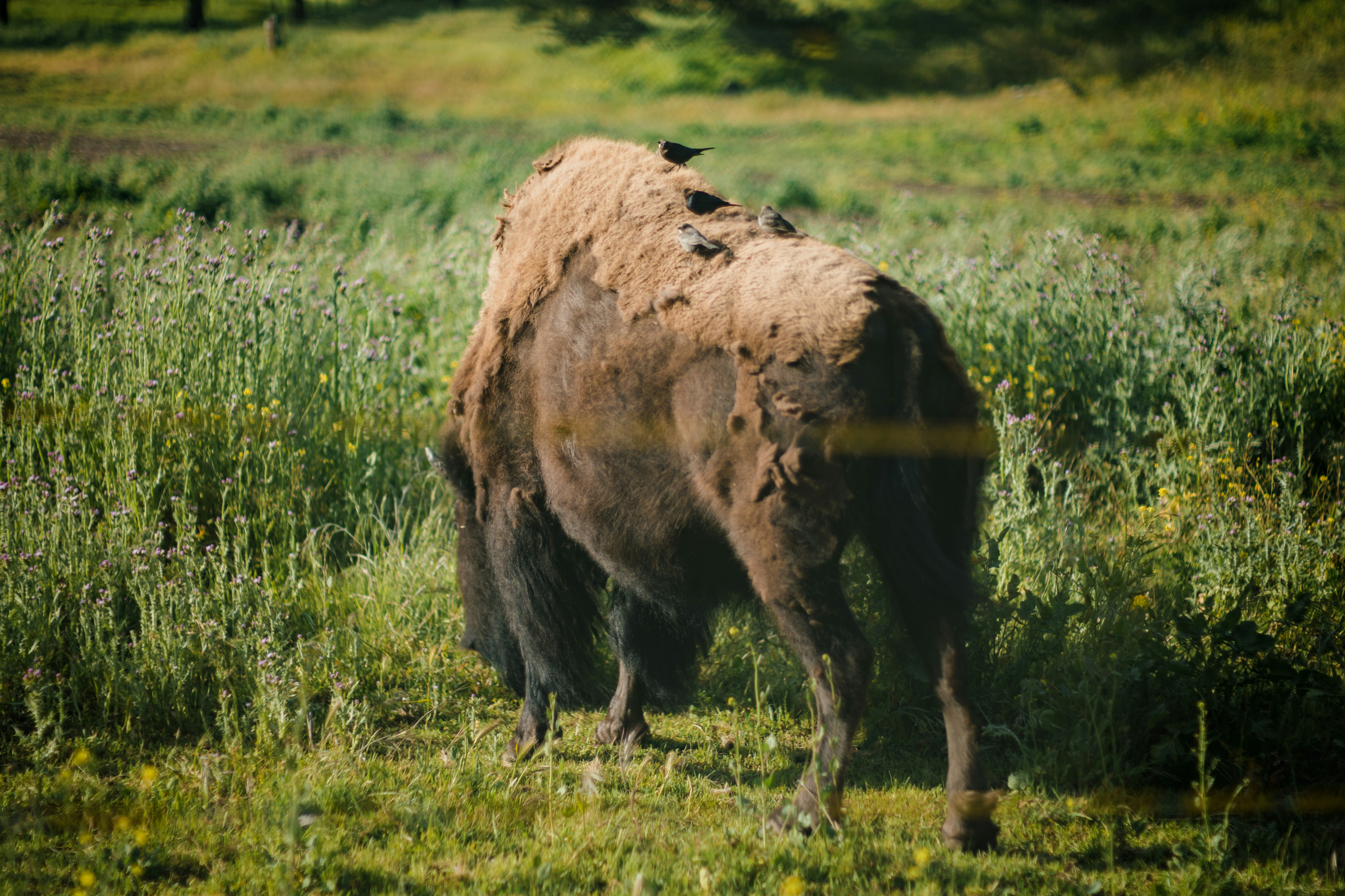 Un bison se tient debout dans un champ d’herbe photo – Photo Prairie ...