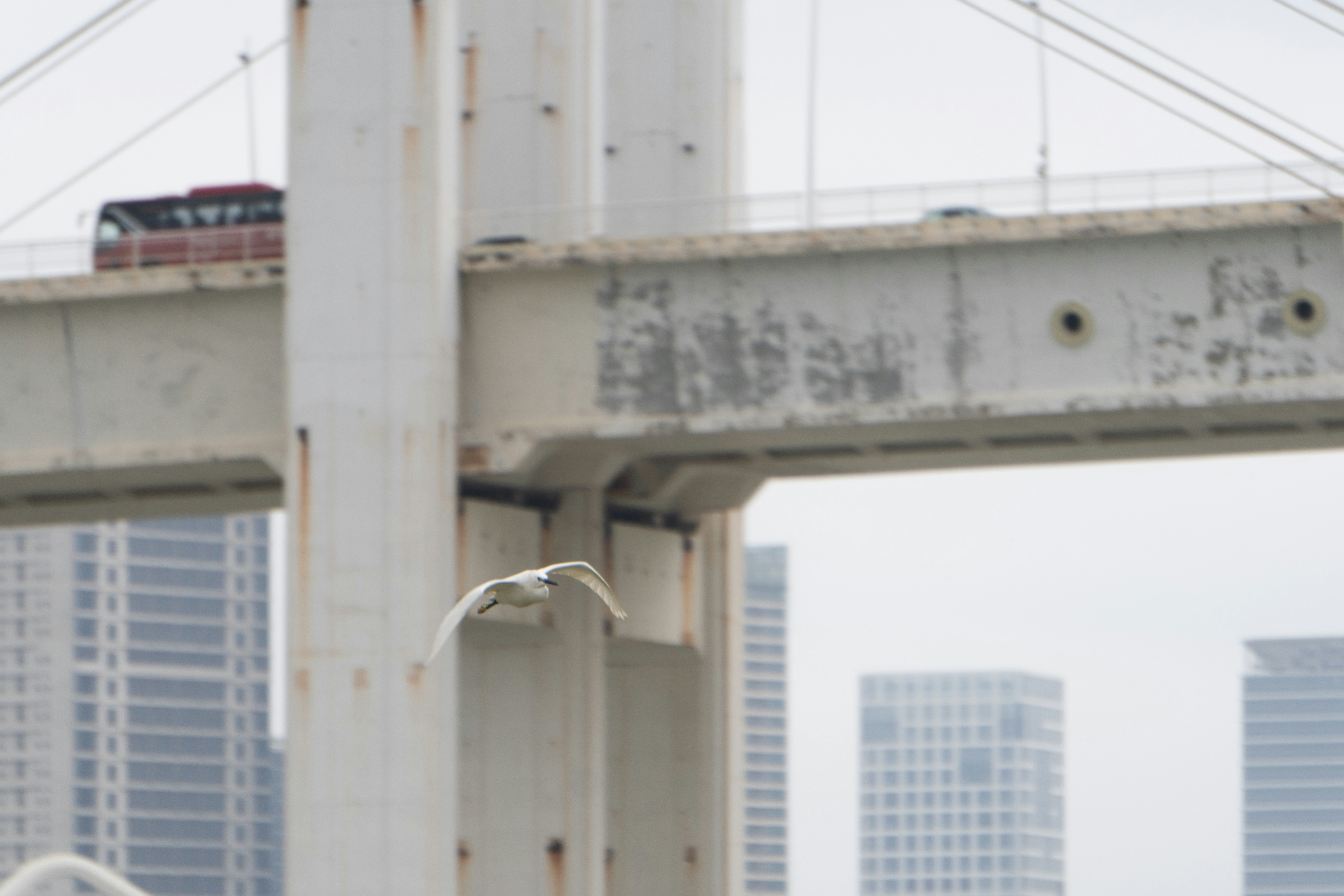 Wingbeat Over Iron and Glass: Seagull Against a Weathered Bridge and City Horizon