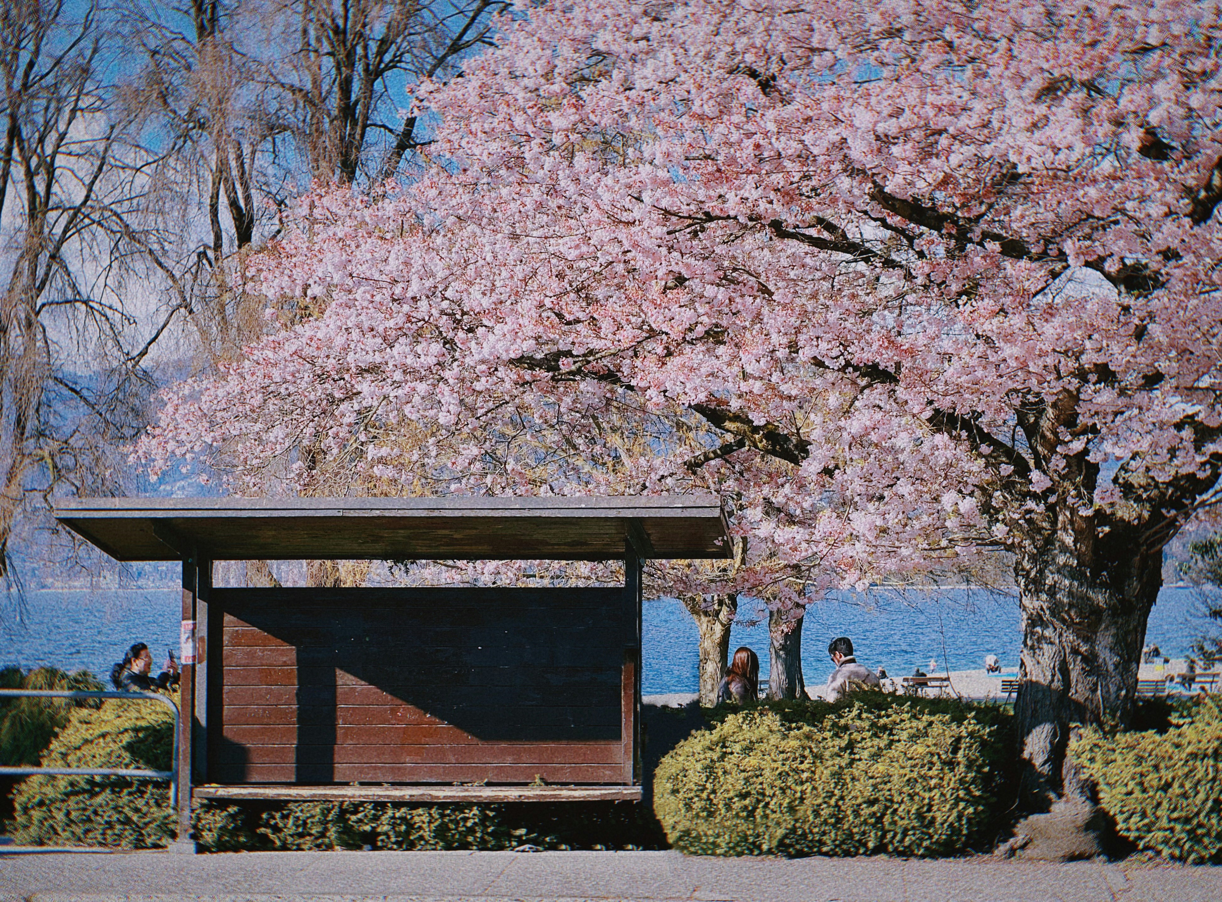 Lakeside Bloom: A Pink Cherry Canopy Framing a Quiet Shelter