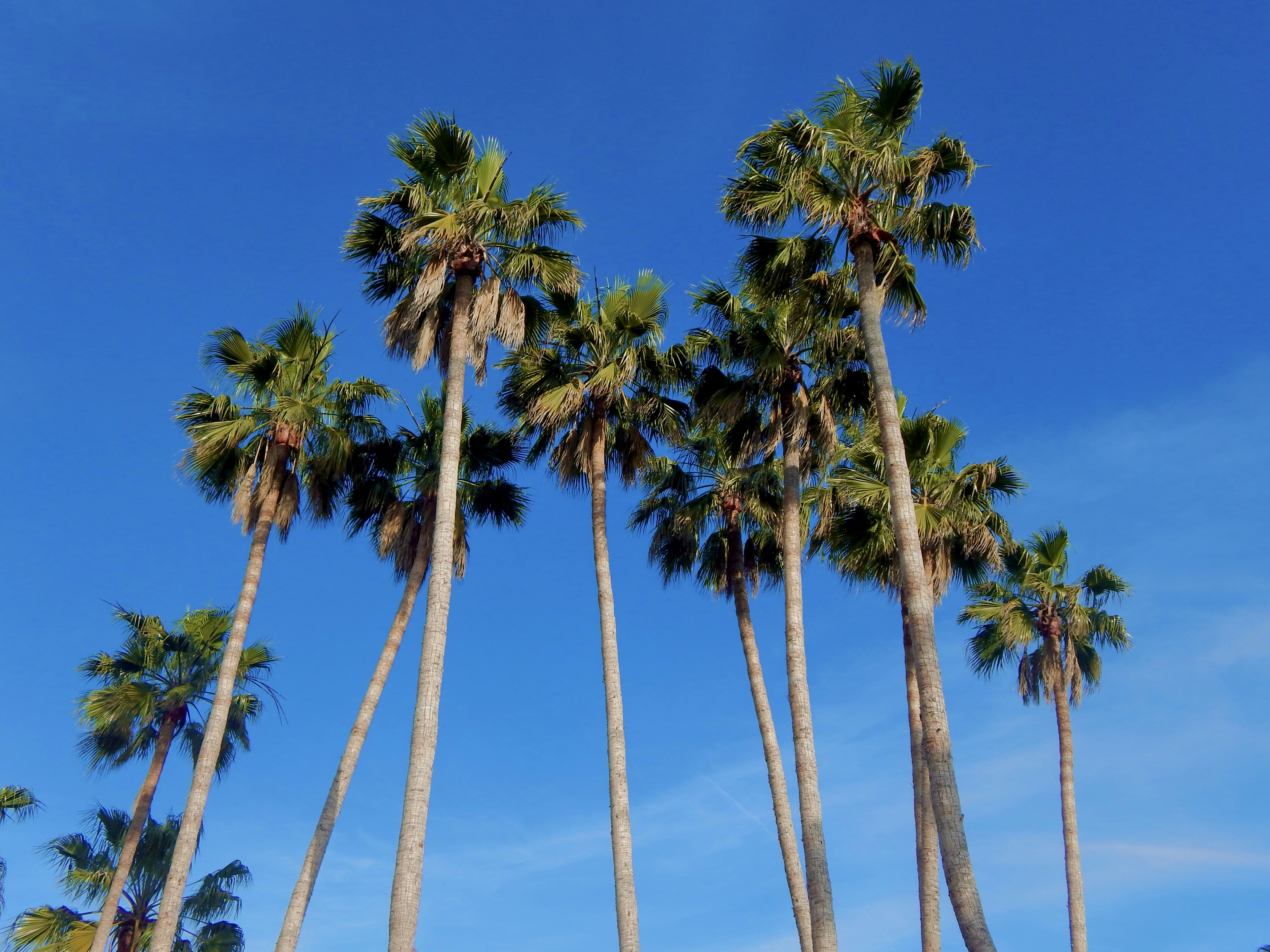 Palm Trees on Coronado Island in San Diego, California.