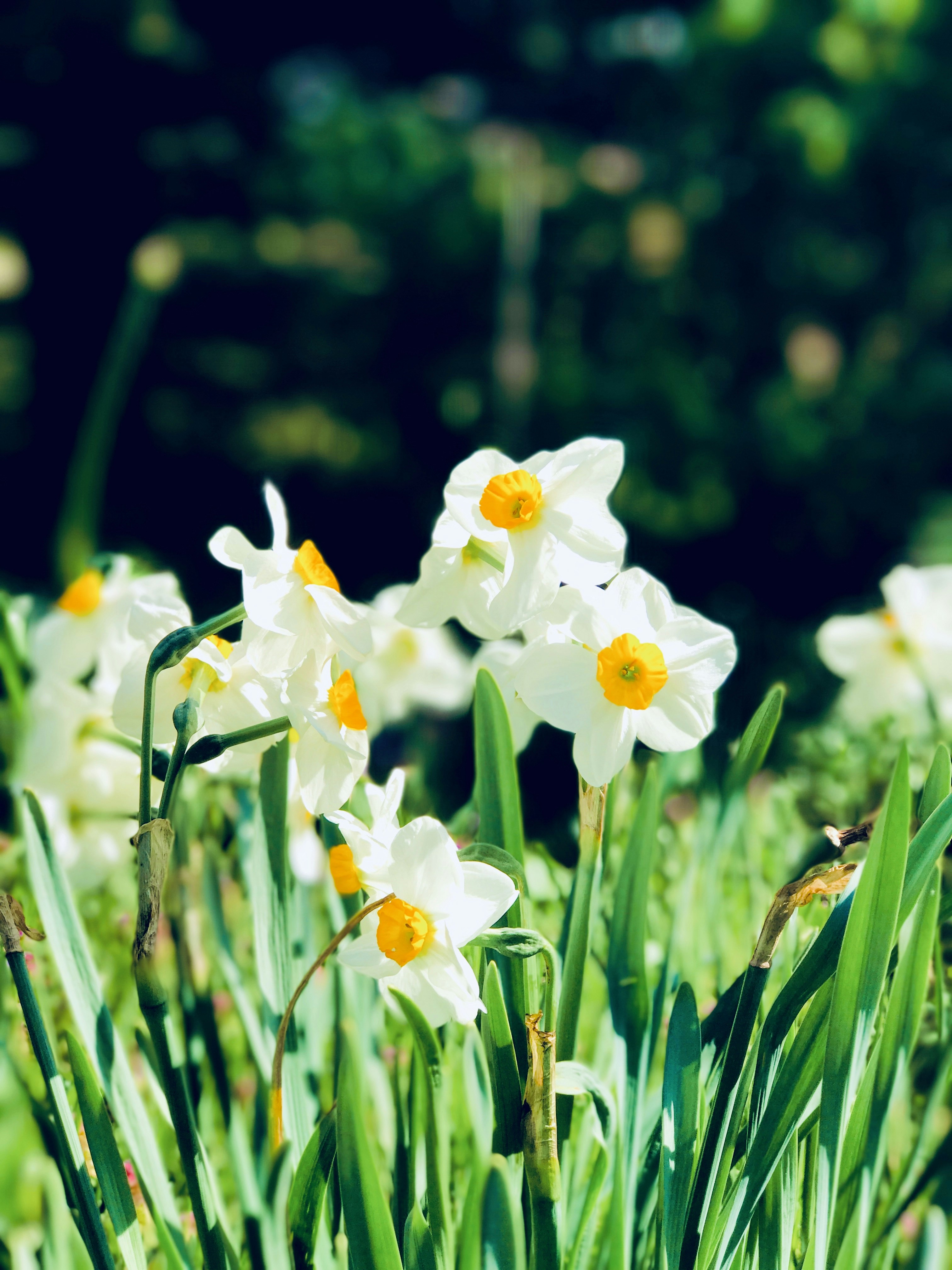 Foto Seikat bunga yang ada di rumput – Gambar Bunga Gratis di Unsplash