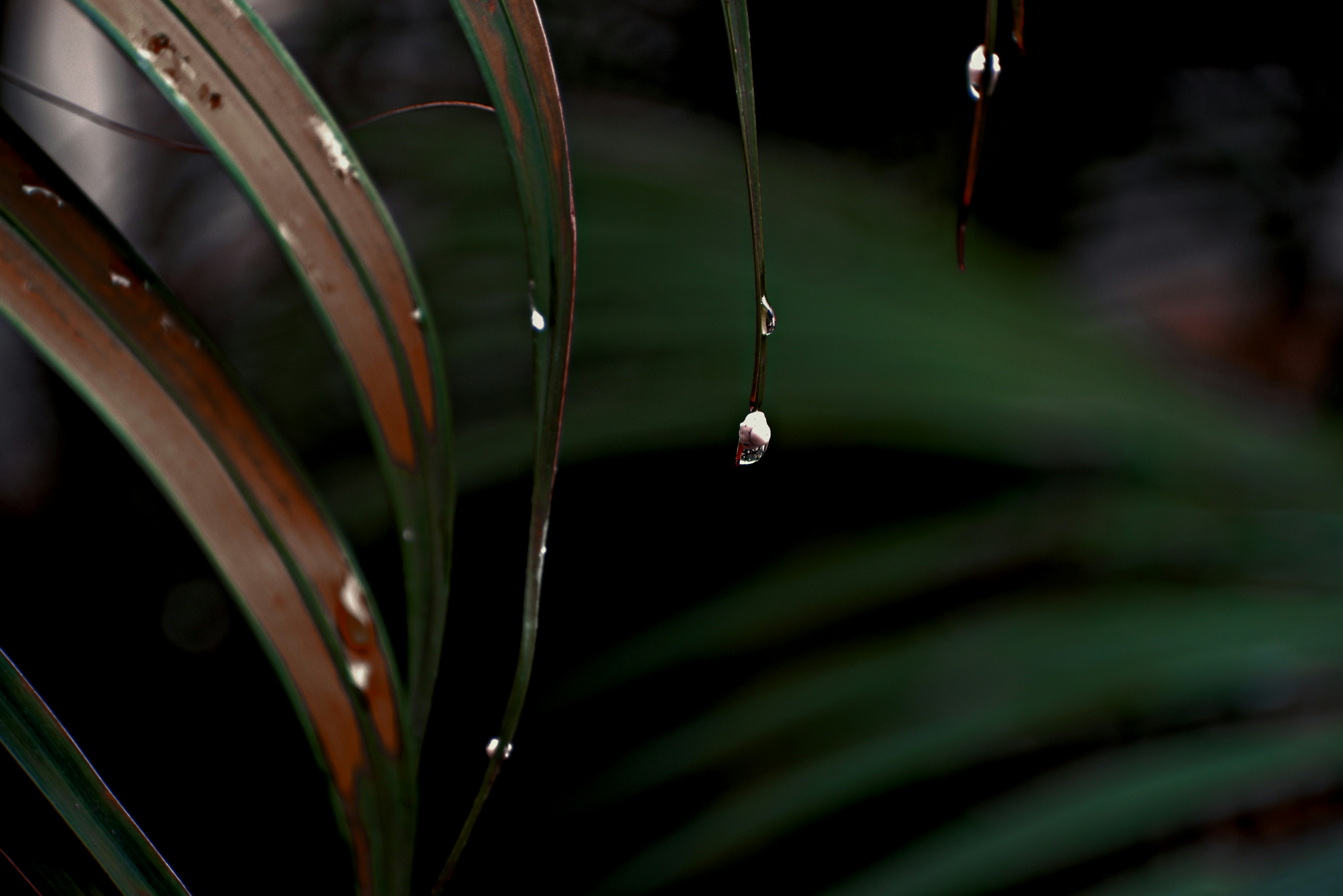 Silvery Droplet on a Rain-Kissed Leaf in Soft Backlight