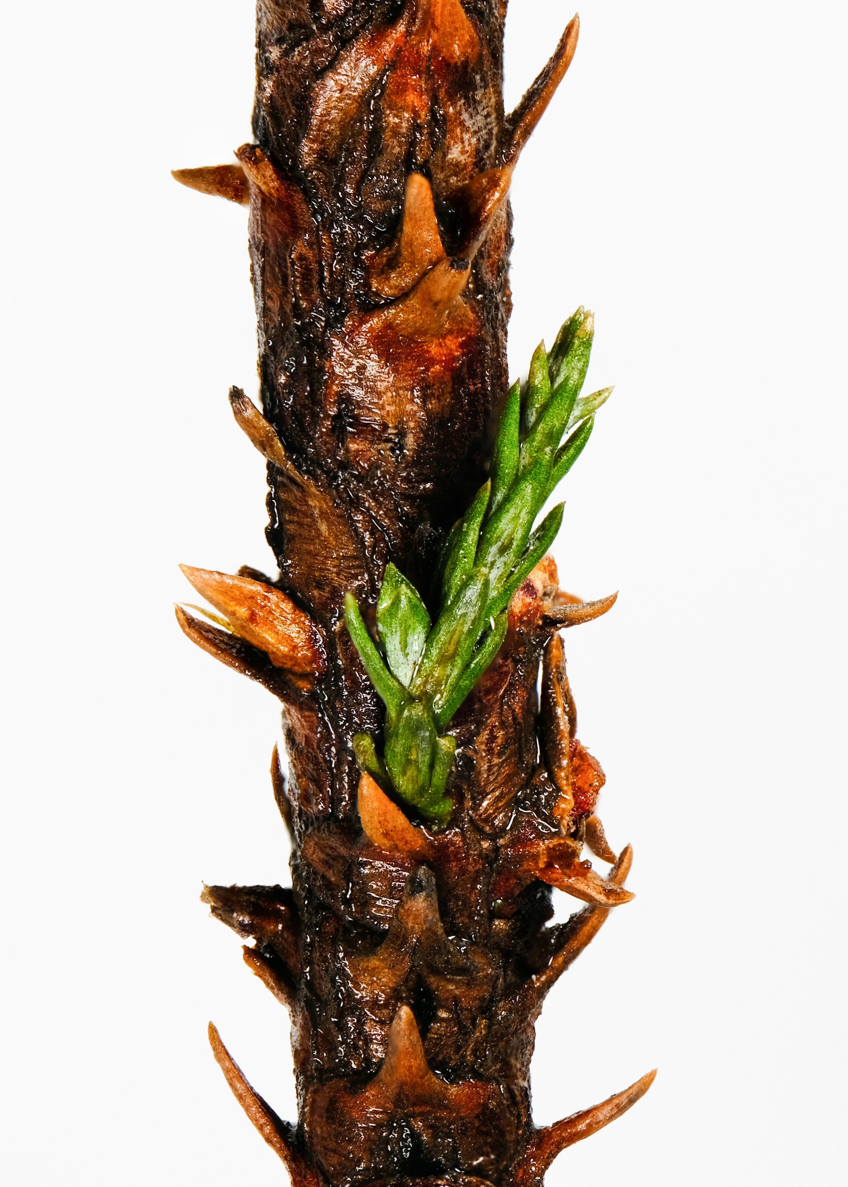 Emergent Green: A Sprout Breaks Through Charred Bark