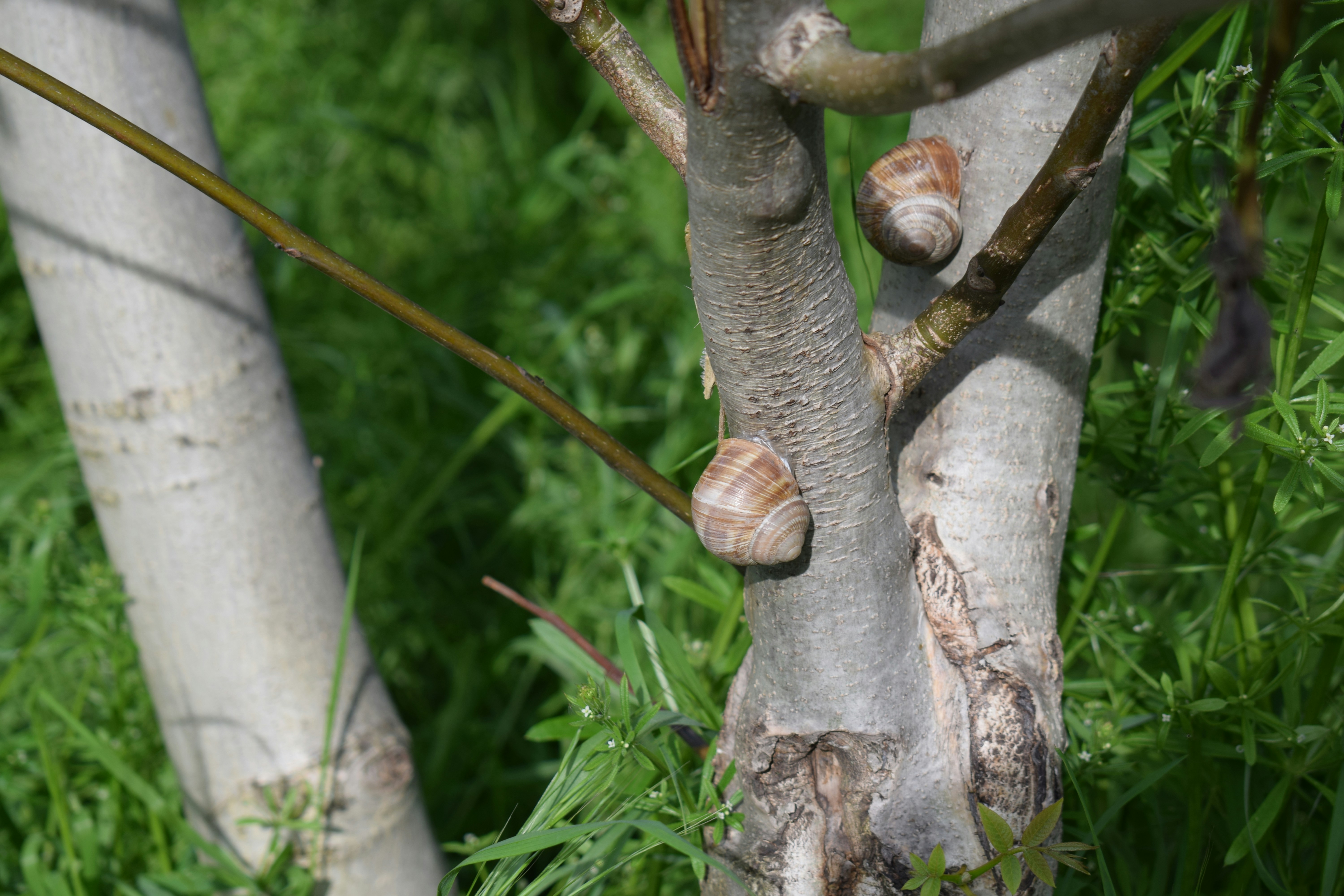 Photo by Marija Zaric with Nikon D5300