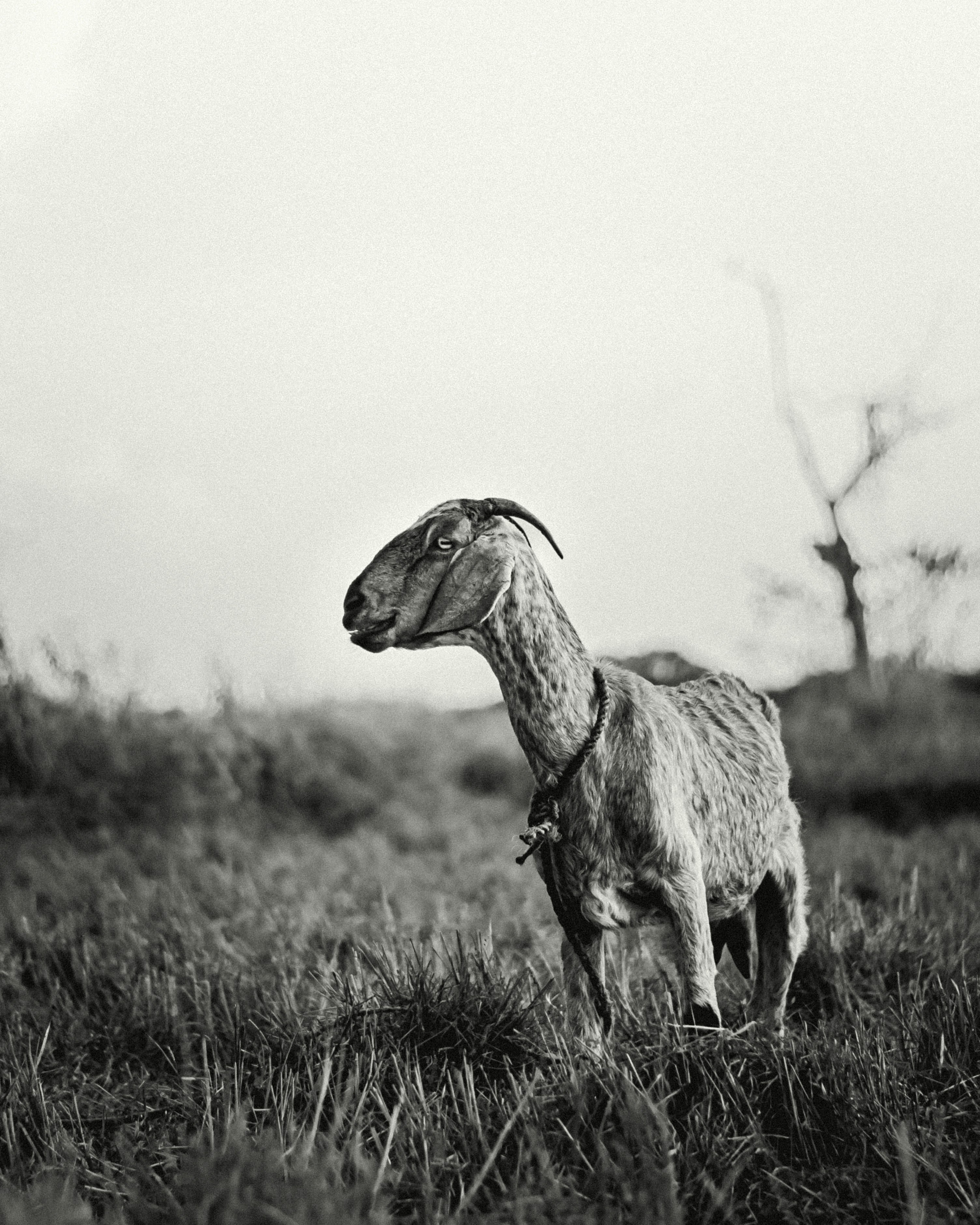 A goat in a field