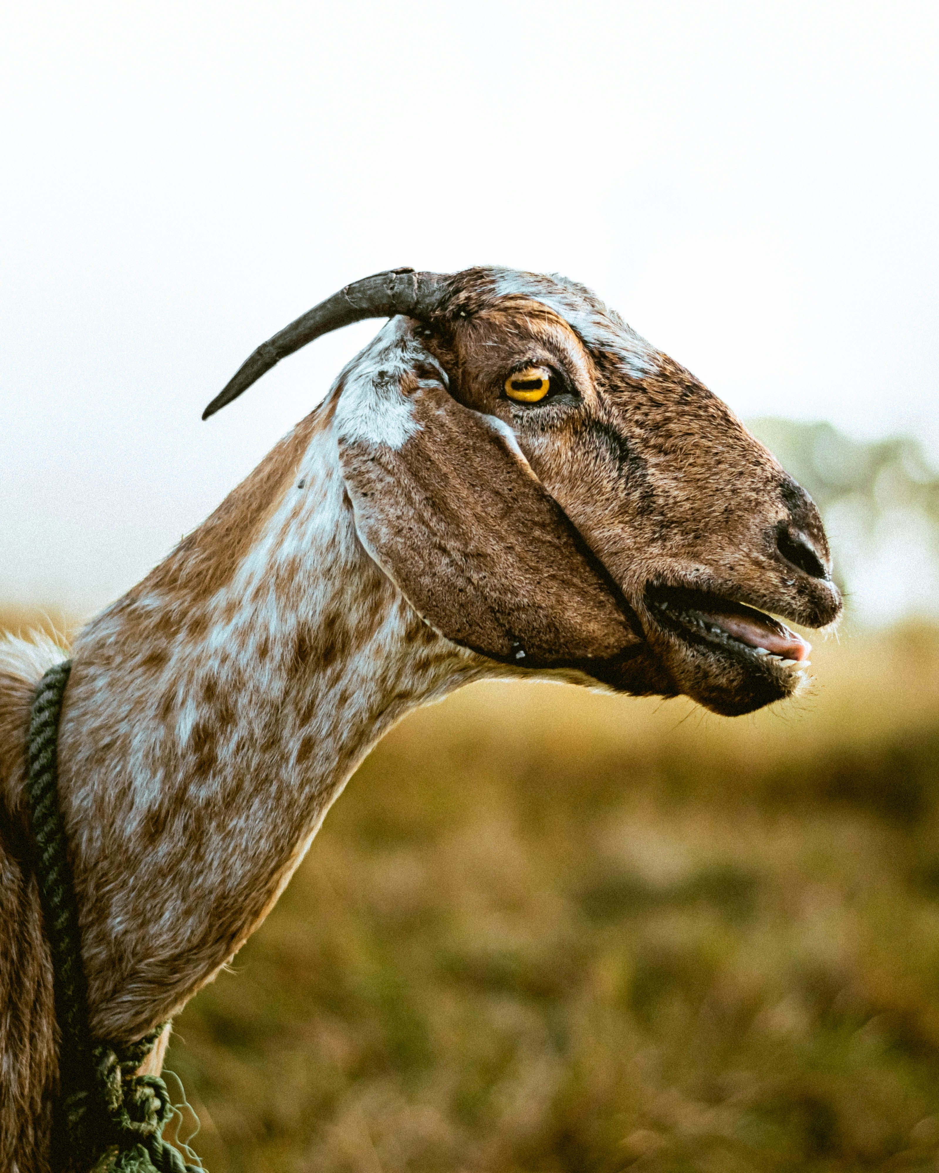 A close up of a goat's face in a field photo – Free Sri lanka Image on ...