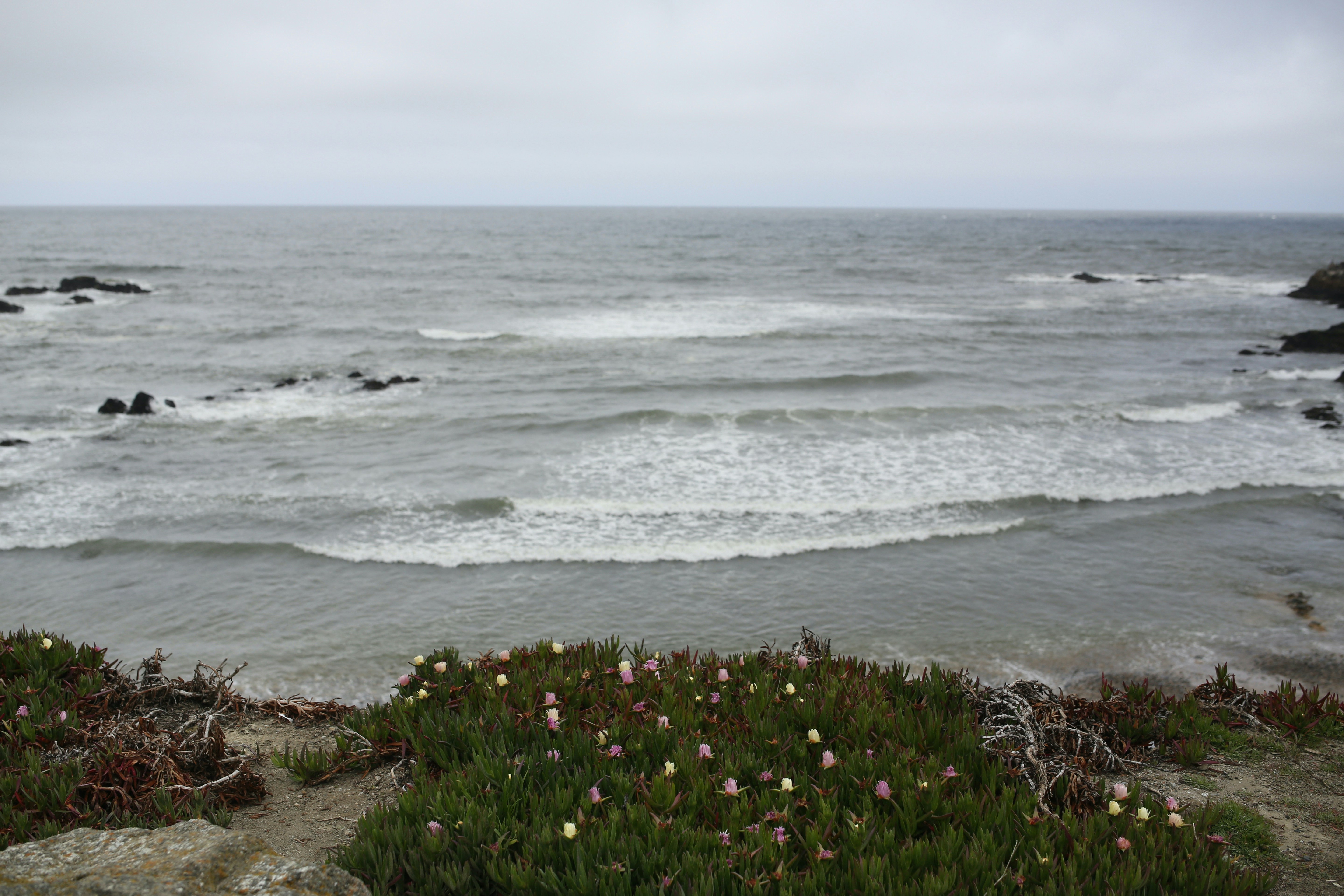 Pink Fringe at the Shore: Quiet Dunes Meet the Windy Atlantic
