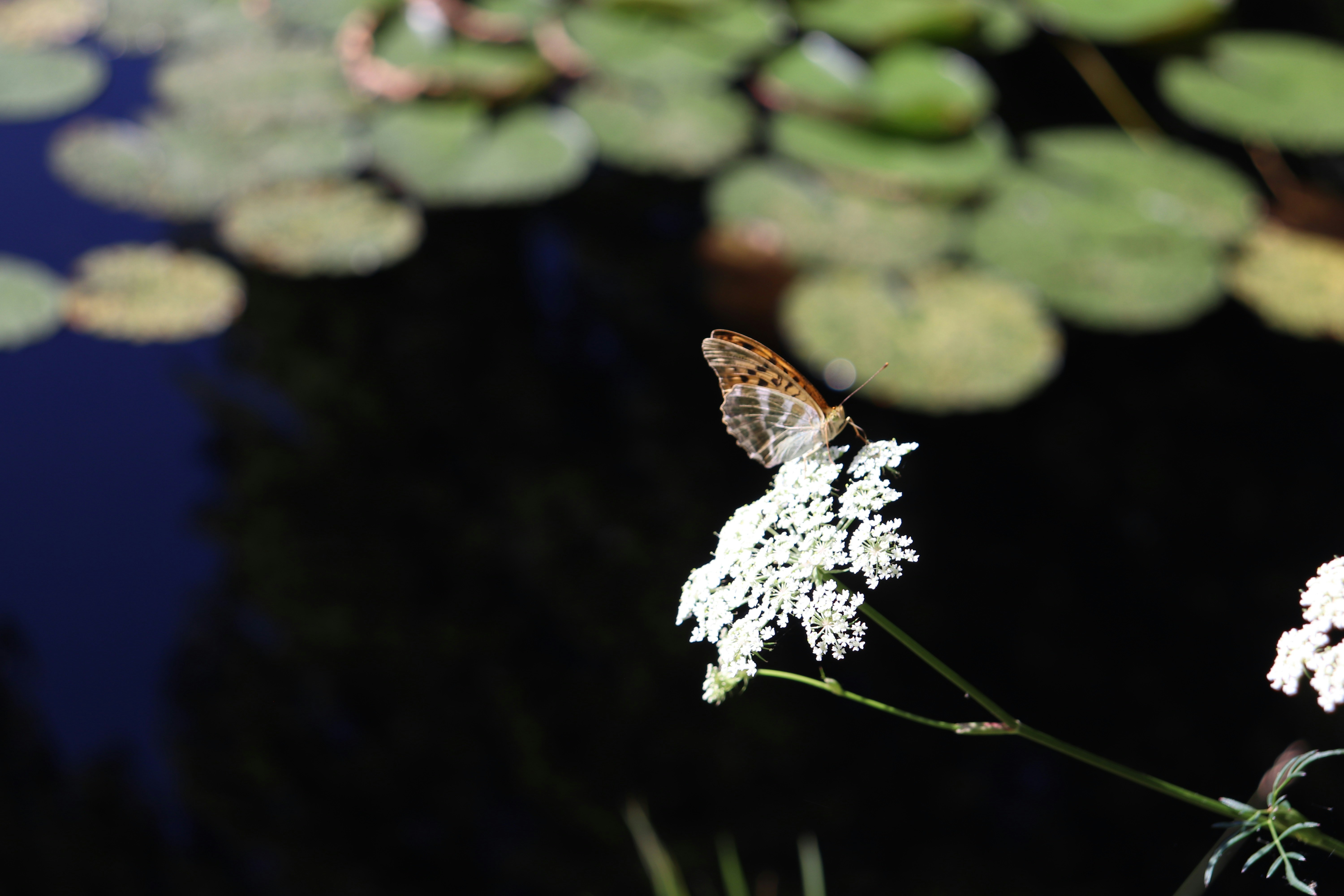 Butterfly Perched on White Inflorescence Over a Dark Pond