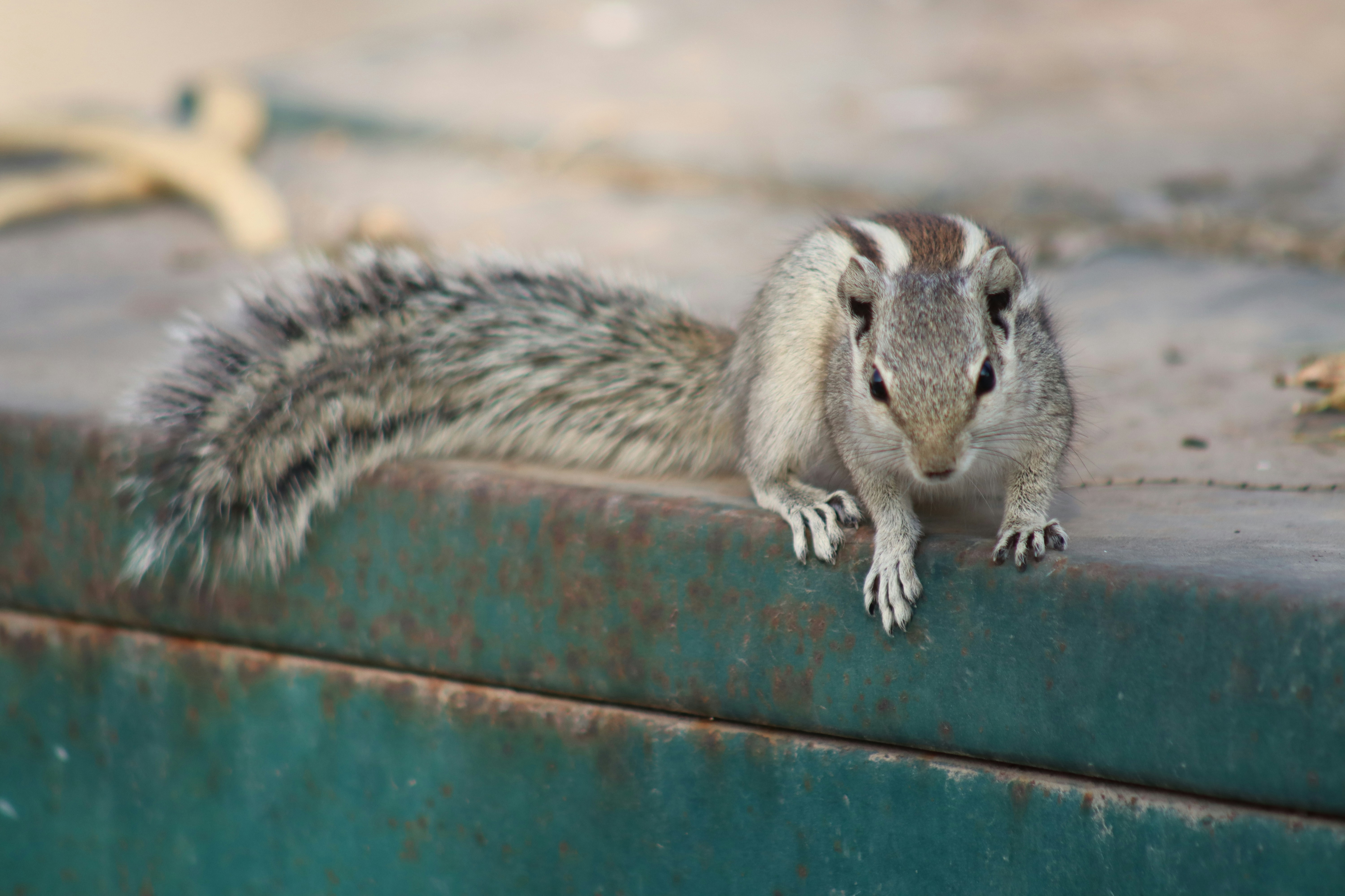 Un petit écureuil assis sur une boîte métallique photo – Photo Écureuil ...