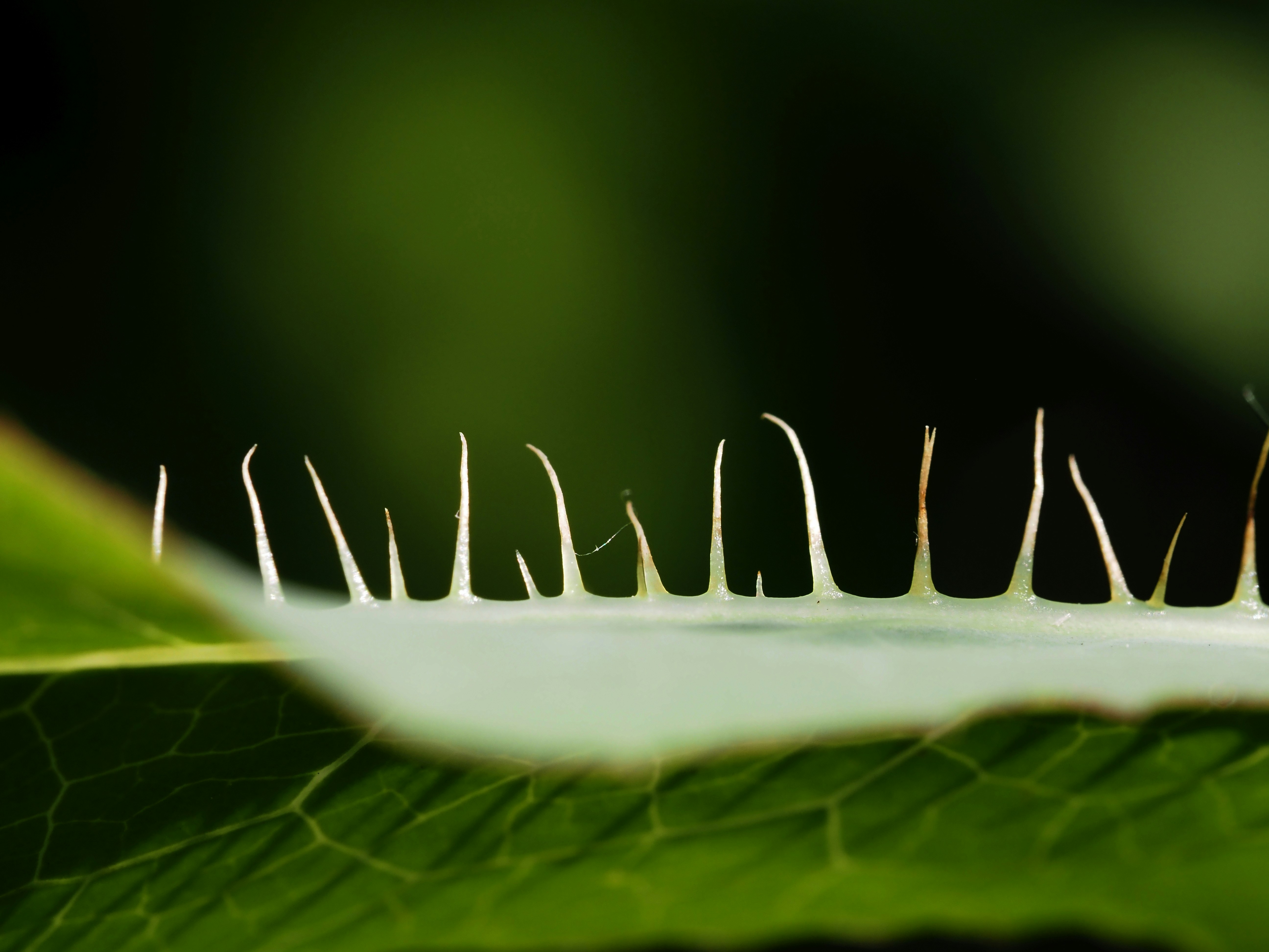 A close up of a green leaf with small spikes photo – Free Green Image ...