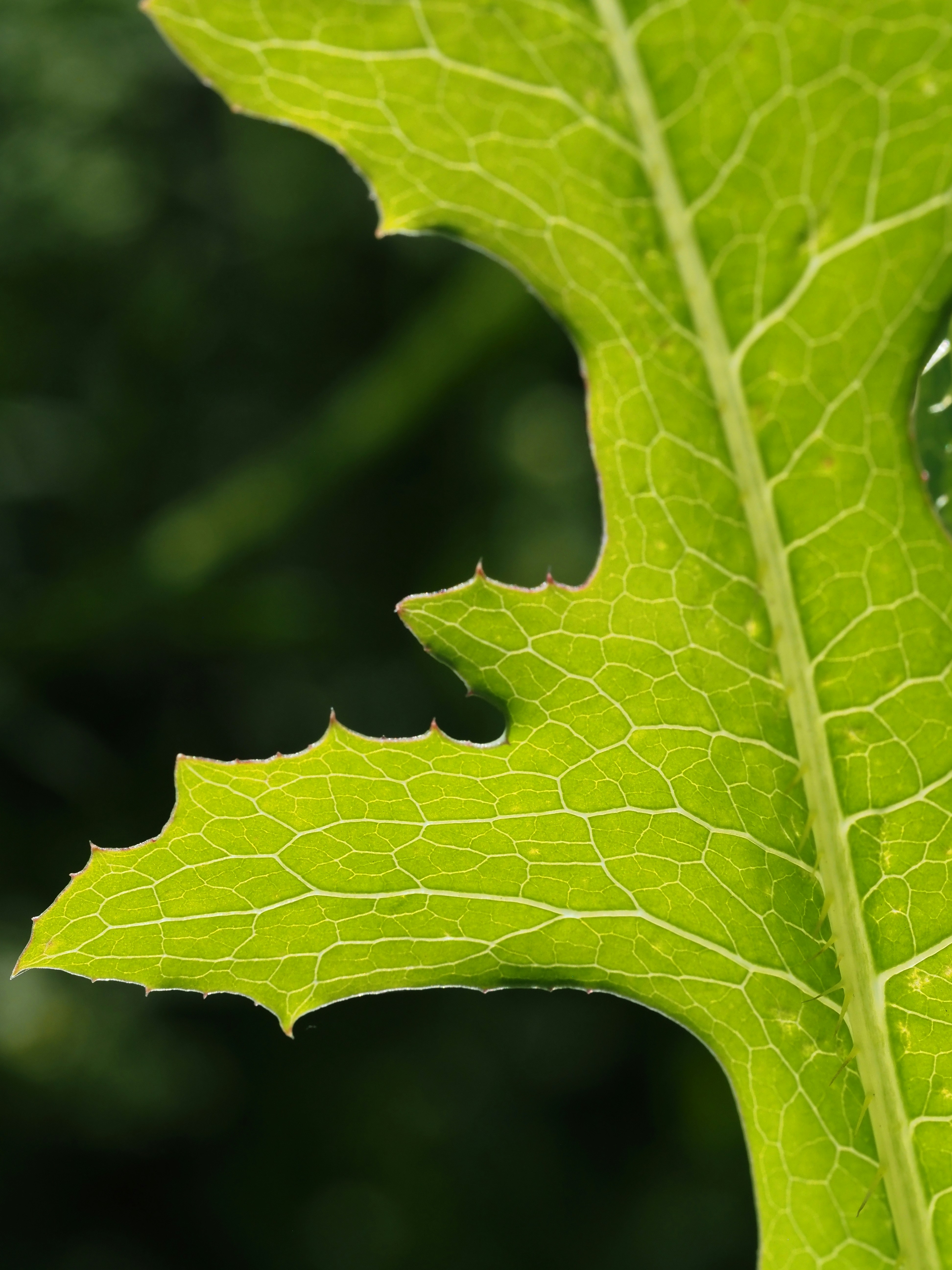 Vein Compass: a macro study of leaf structure in neon green