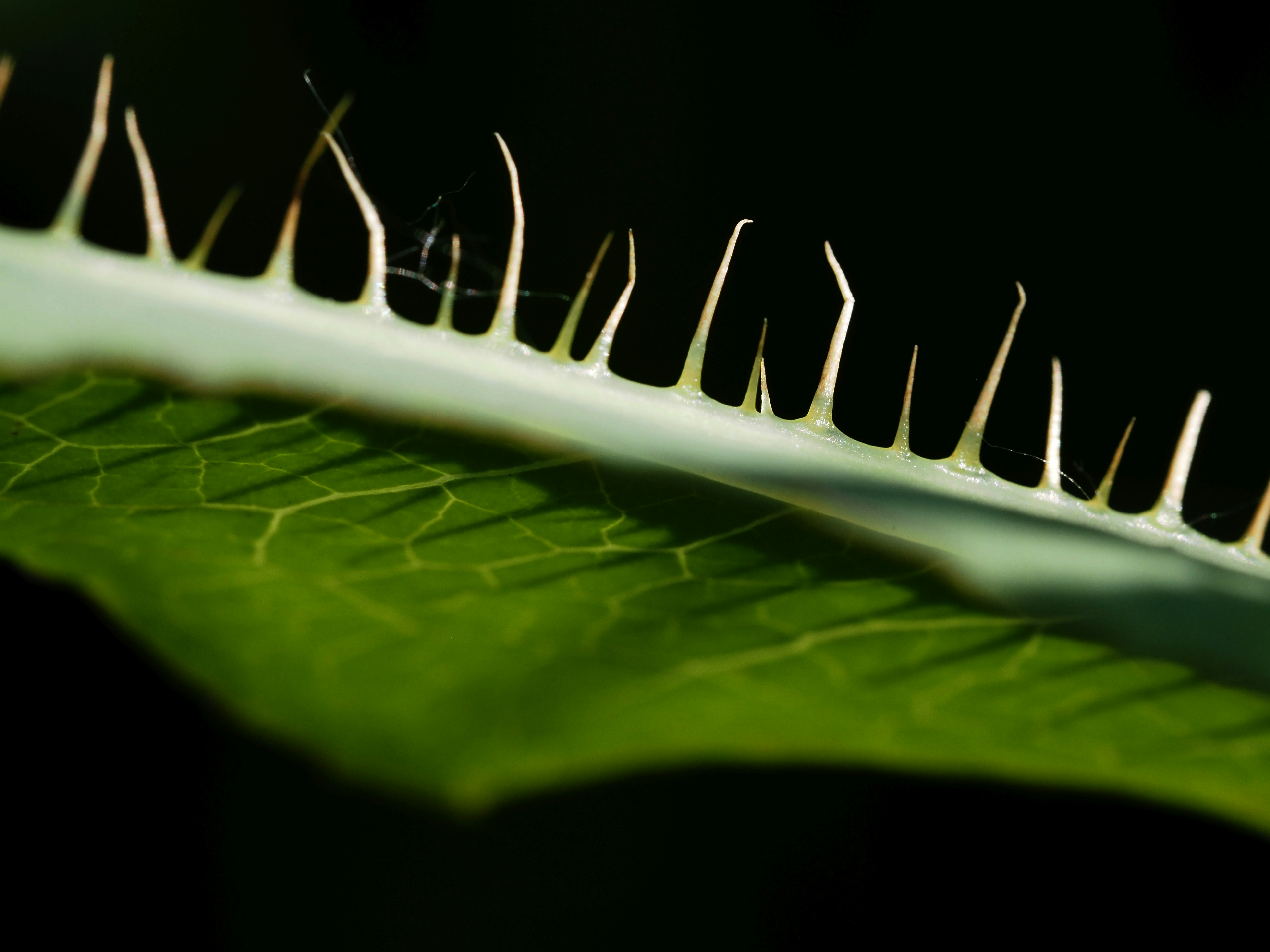 Night-Edge Serrations: A Macro Portrait of a Leaf Spine Row