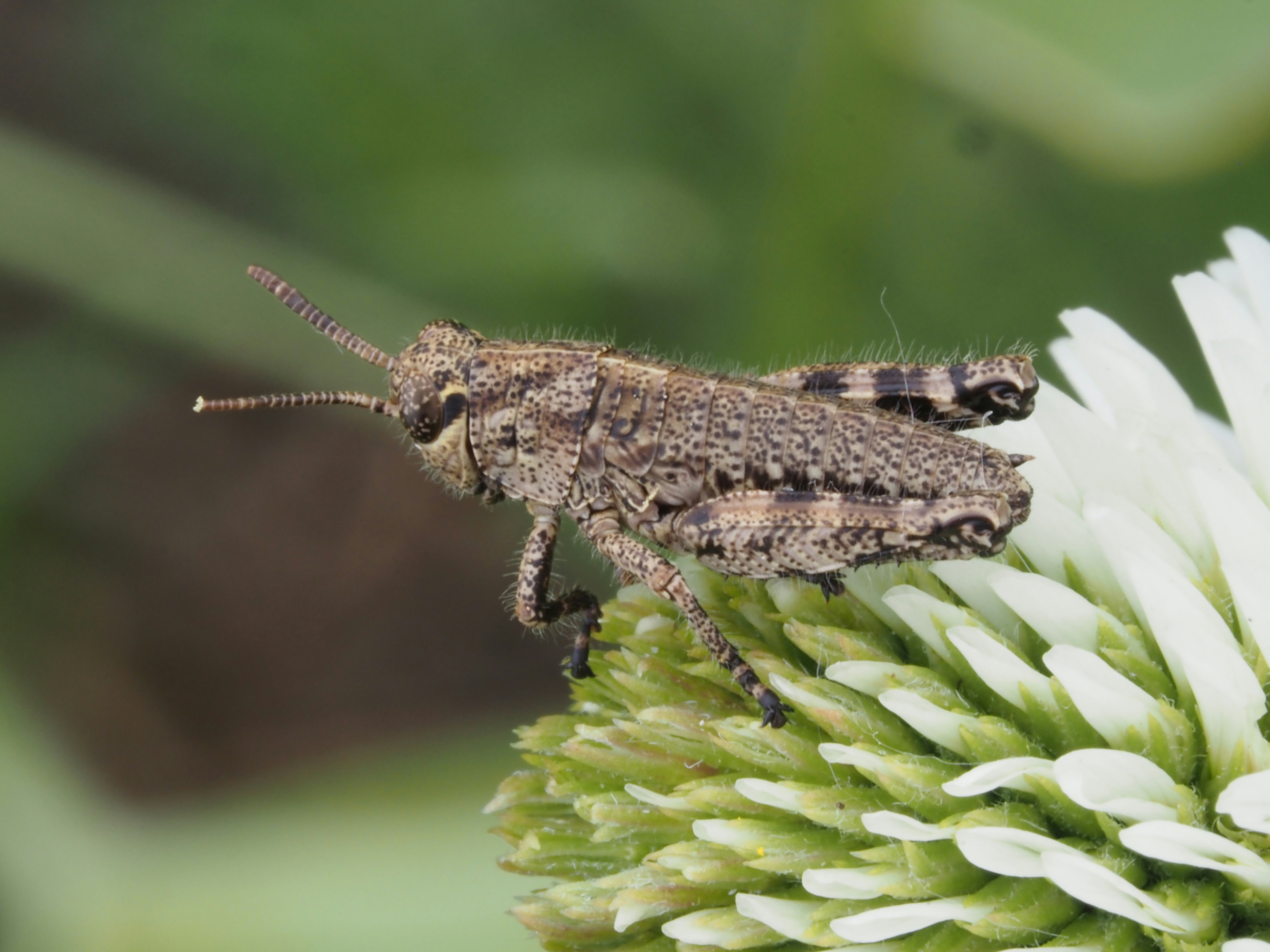 Brown Longhorn Beetle Perches on a Snowy Chrysanthemum Bloom