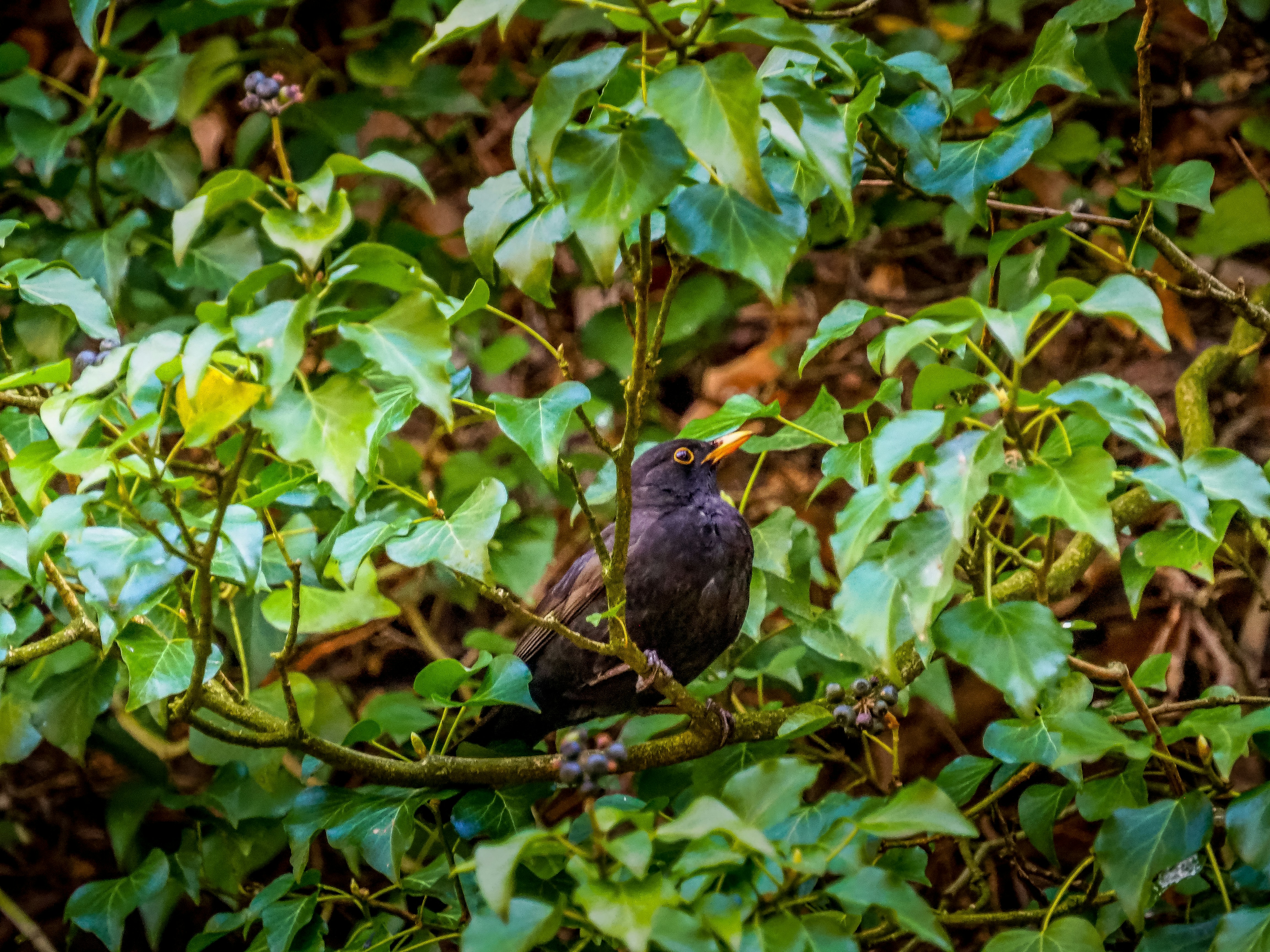 Un oiseau noir assis sur une branche d’arbre photo – Image gratuite de ...