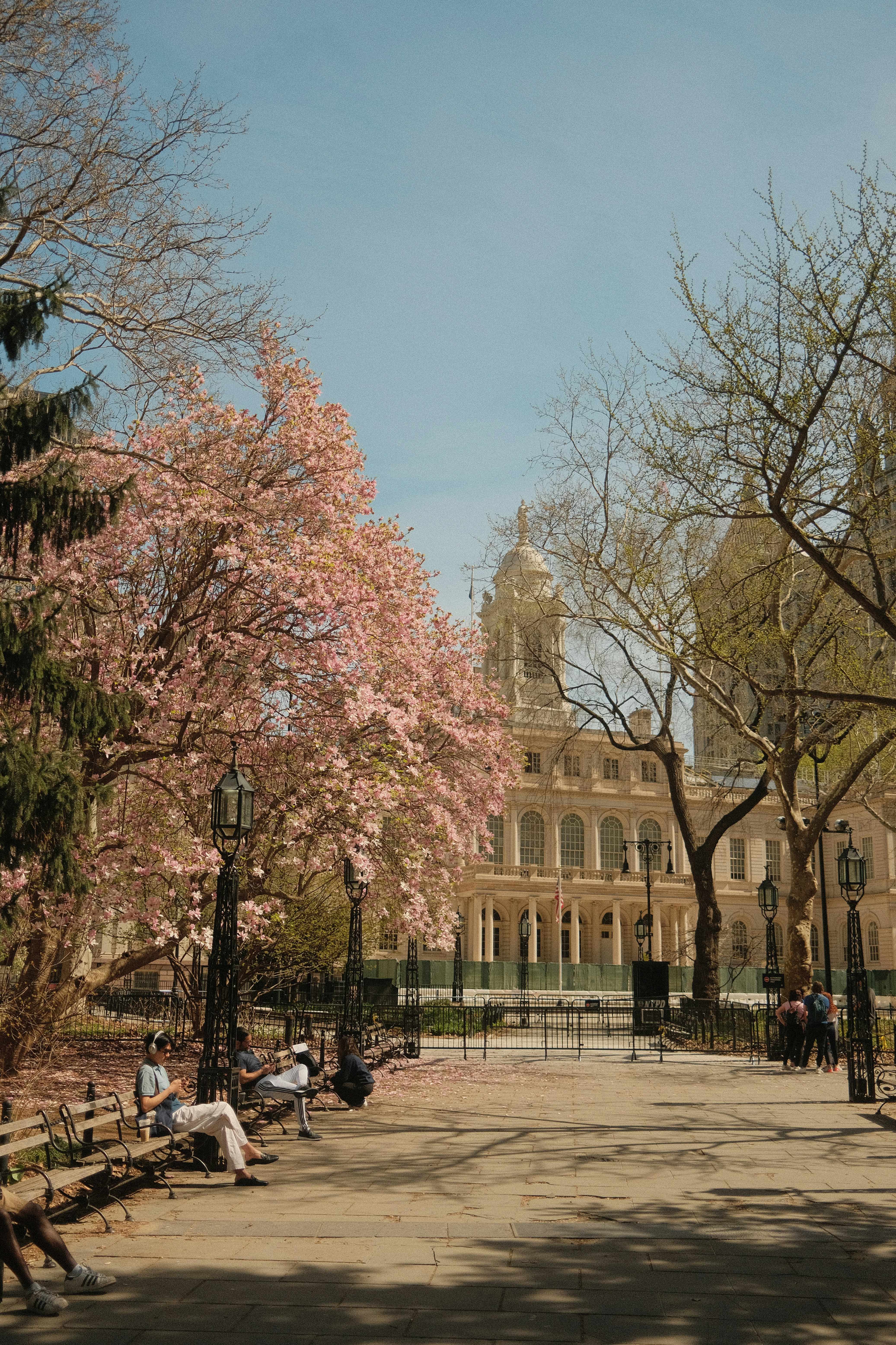 Spring Court: Cherry Blossoms Framing a Classical Facade