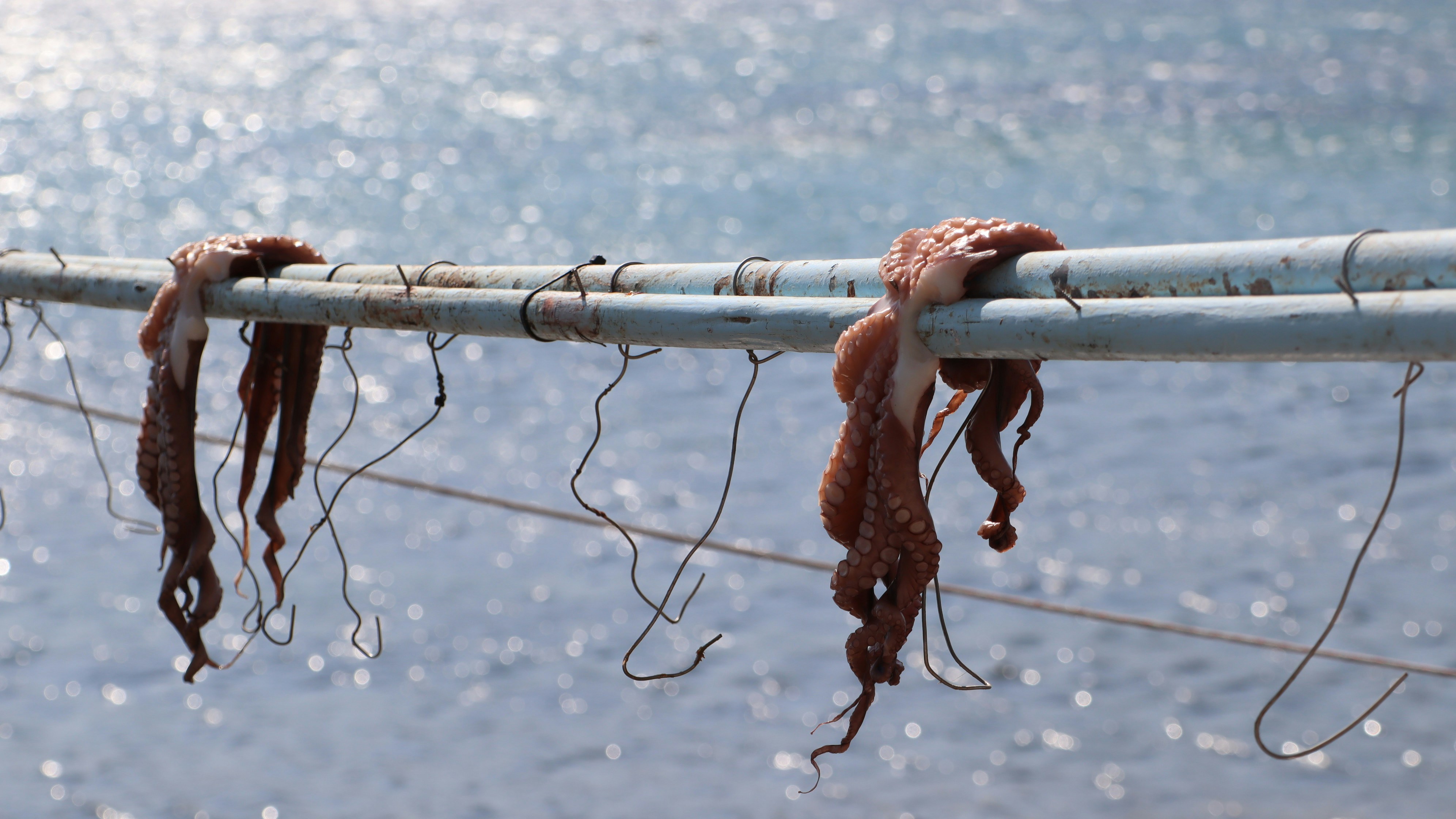A bunch of squid hanging from a rope photo – Free Greece Image on Unsplash