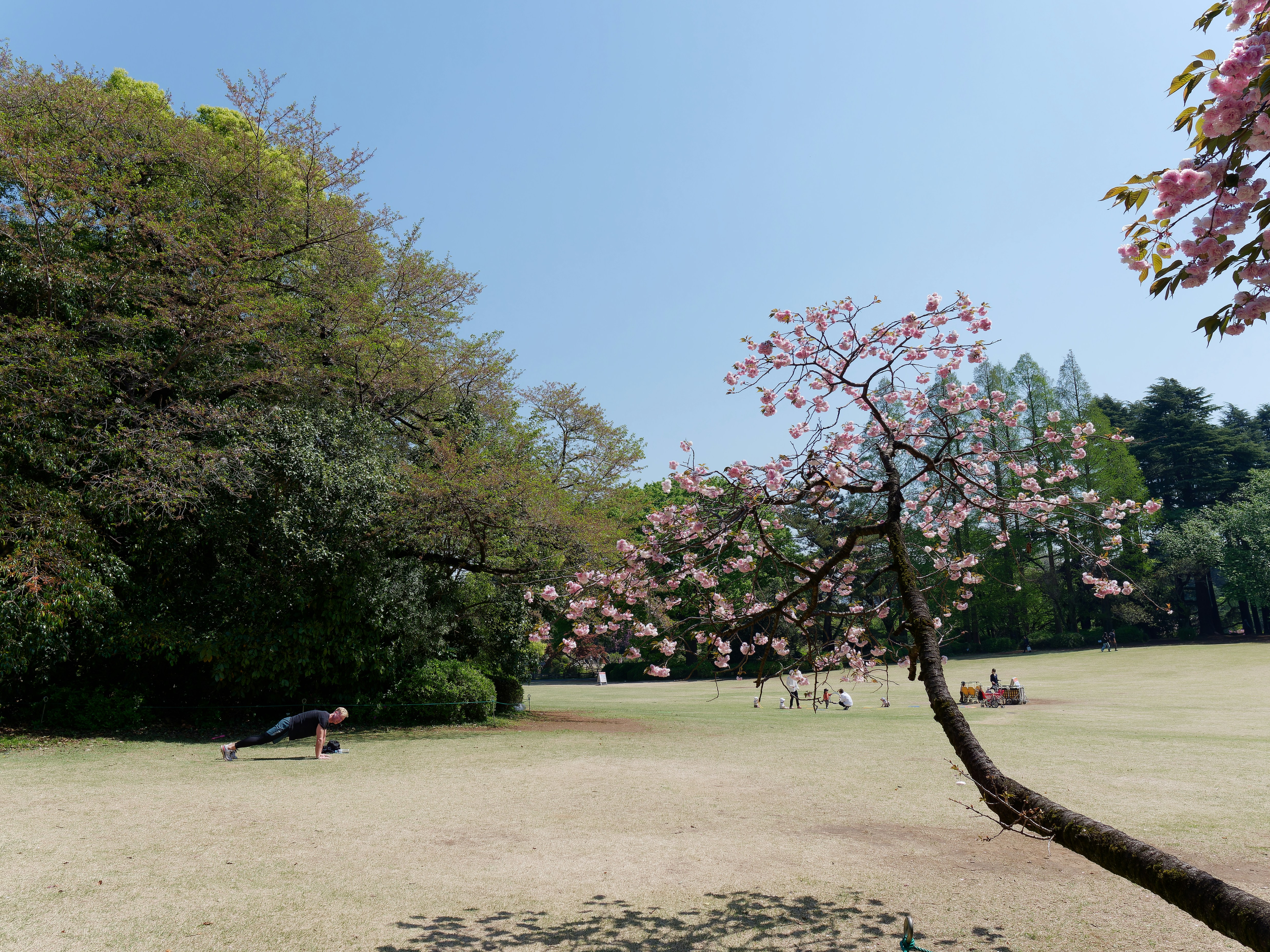 Arching cherry blossom over a sunlit city park lawn