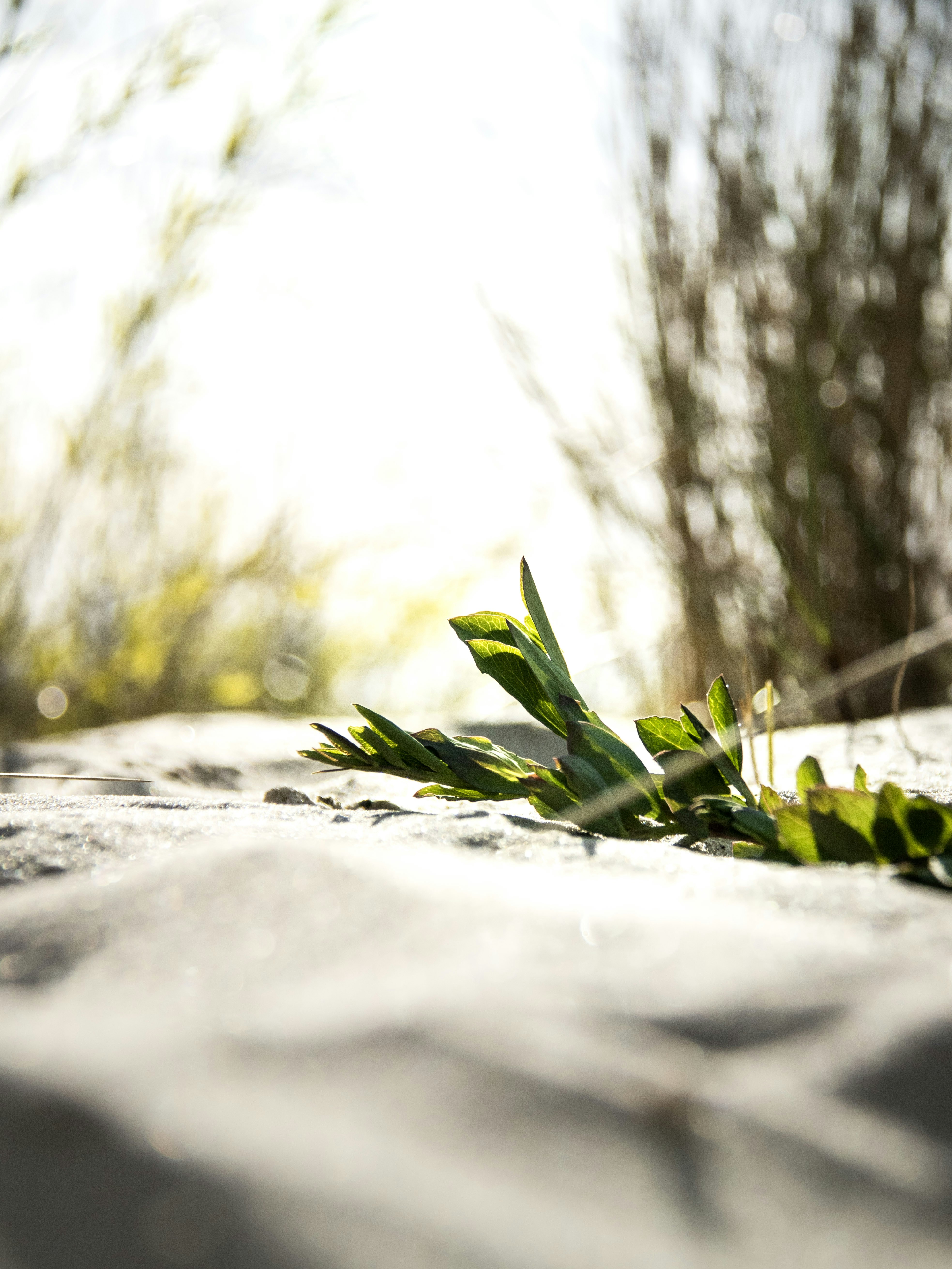 Low-Leaf Focus: A Sprig Breathing Through Sand
