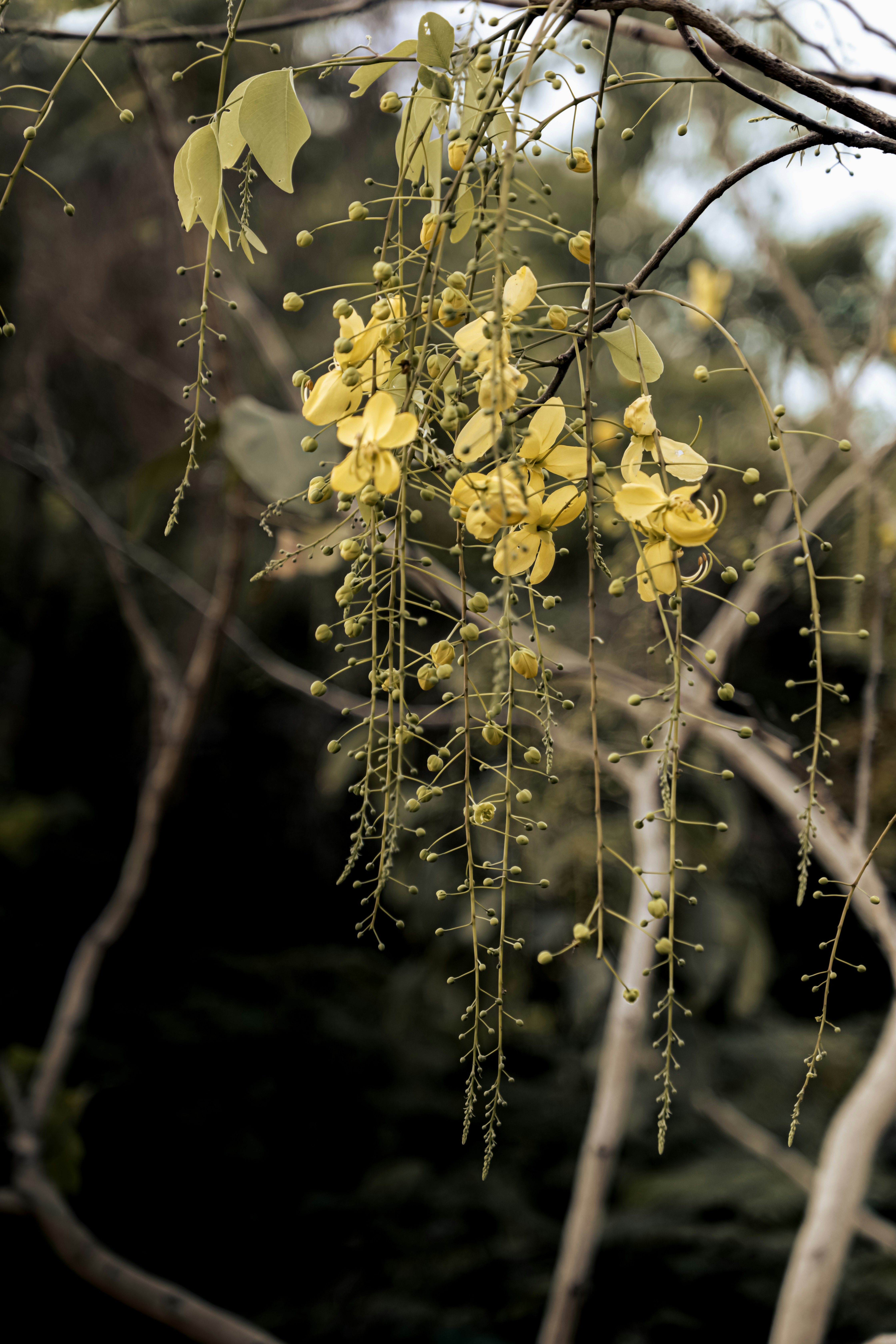 A bunch of yellow flowers hanging from a tree photo – Free Yellow ...
