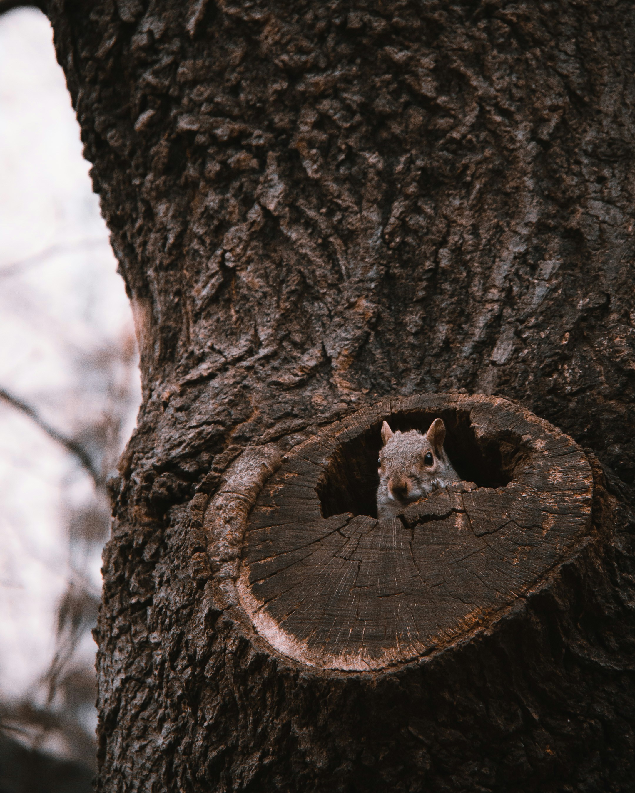 Knot-Hole Watch: A Curious Squirrel Peers from the Heart of an Ancient Tree
