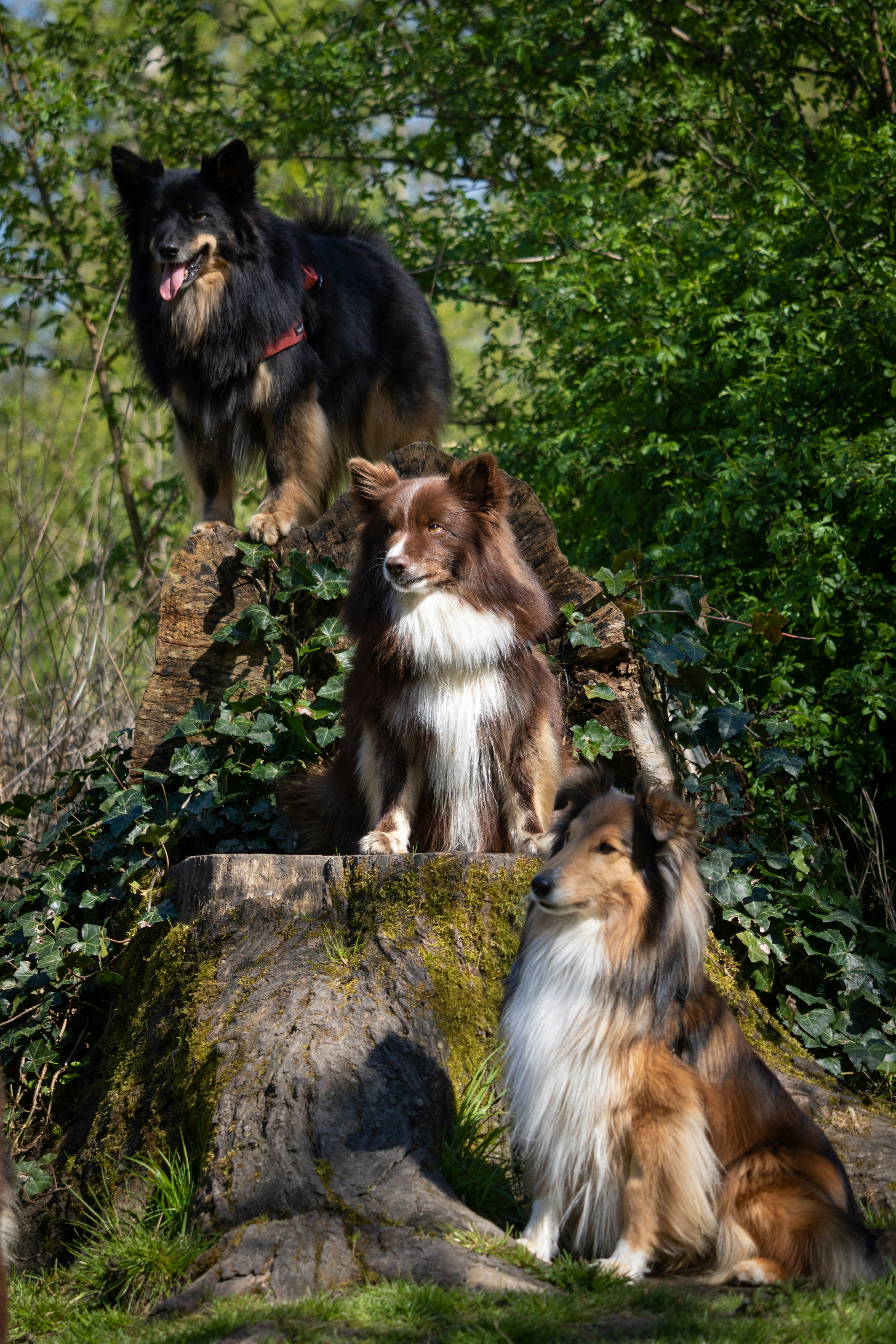 A group of dogs sitting on top of a tree stump photo – Free Dog Image ...