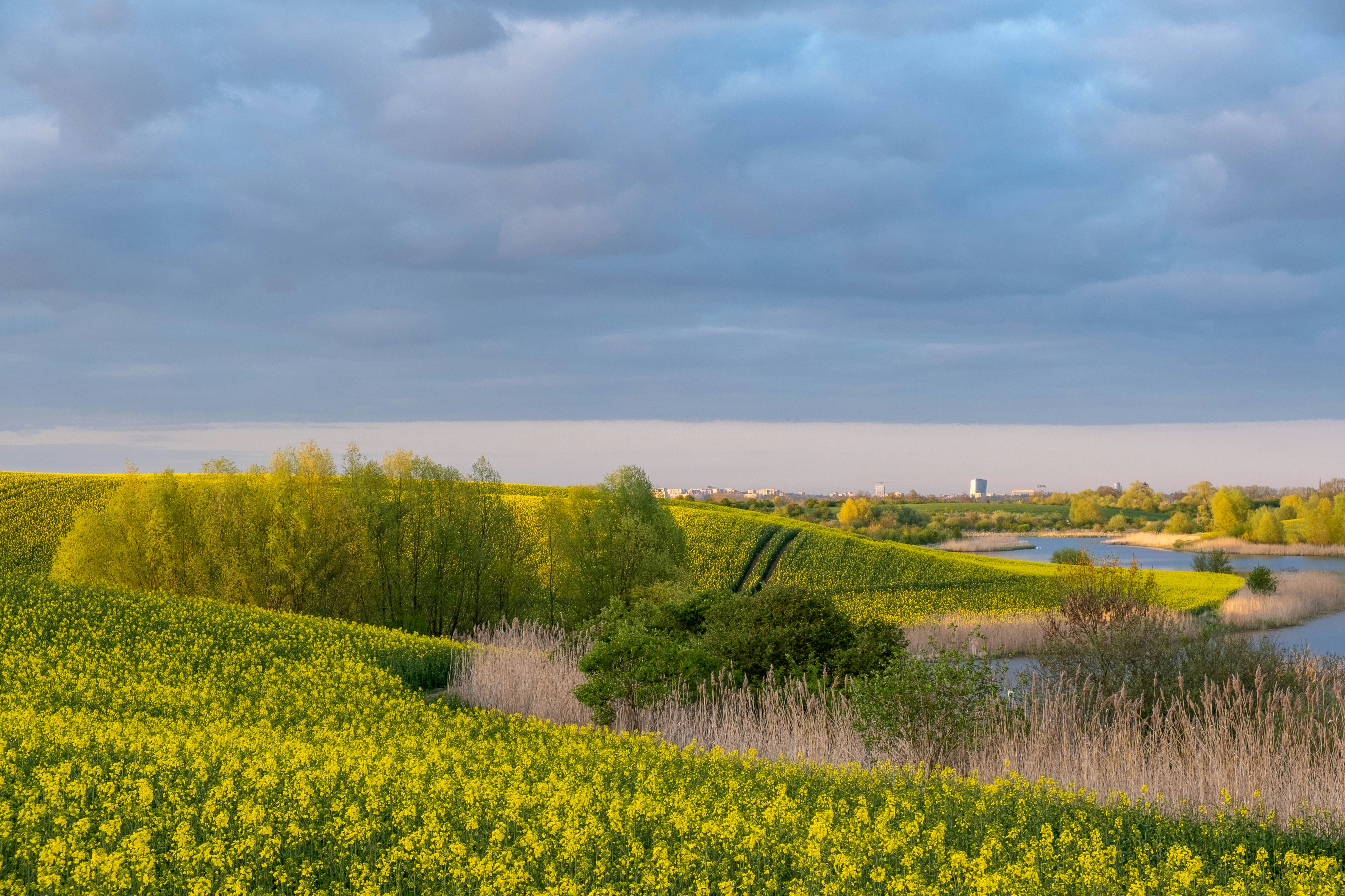 Canola Sea and the Quiet River Meander