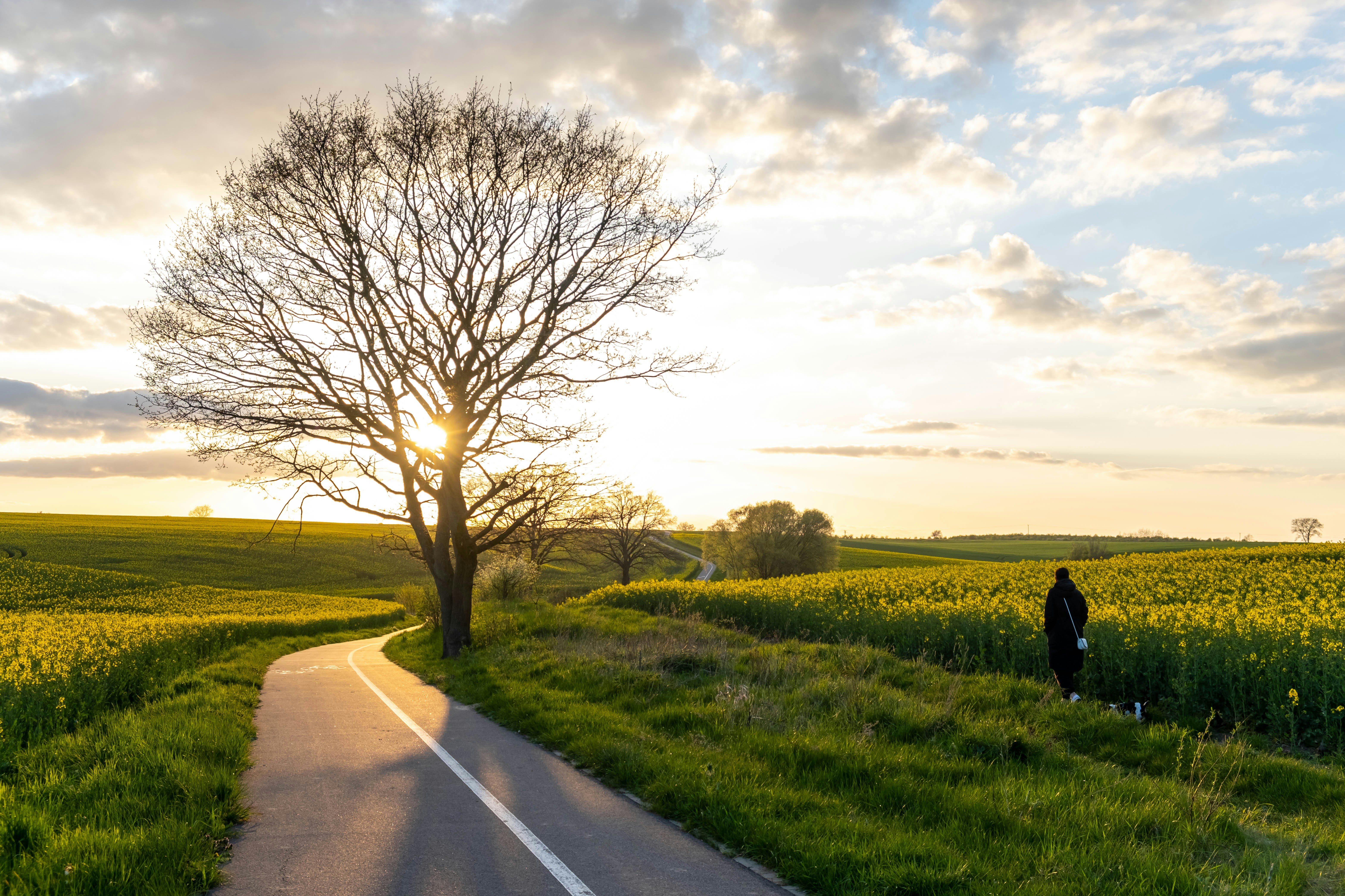 A lone tree on the side of a road photo – Free Sunset Image on Unsplash