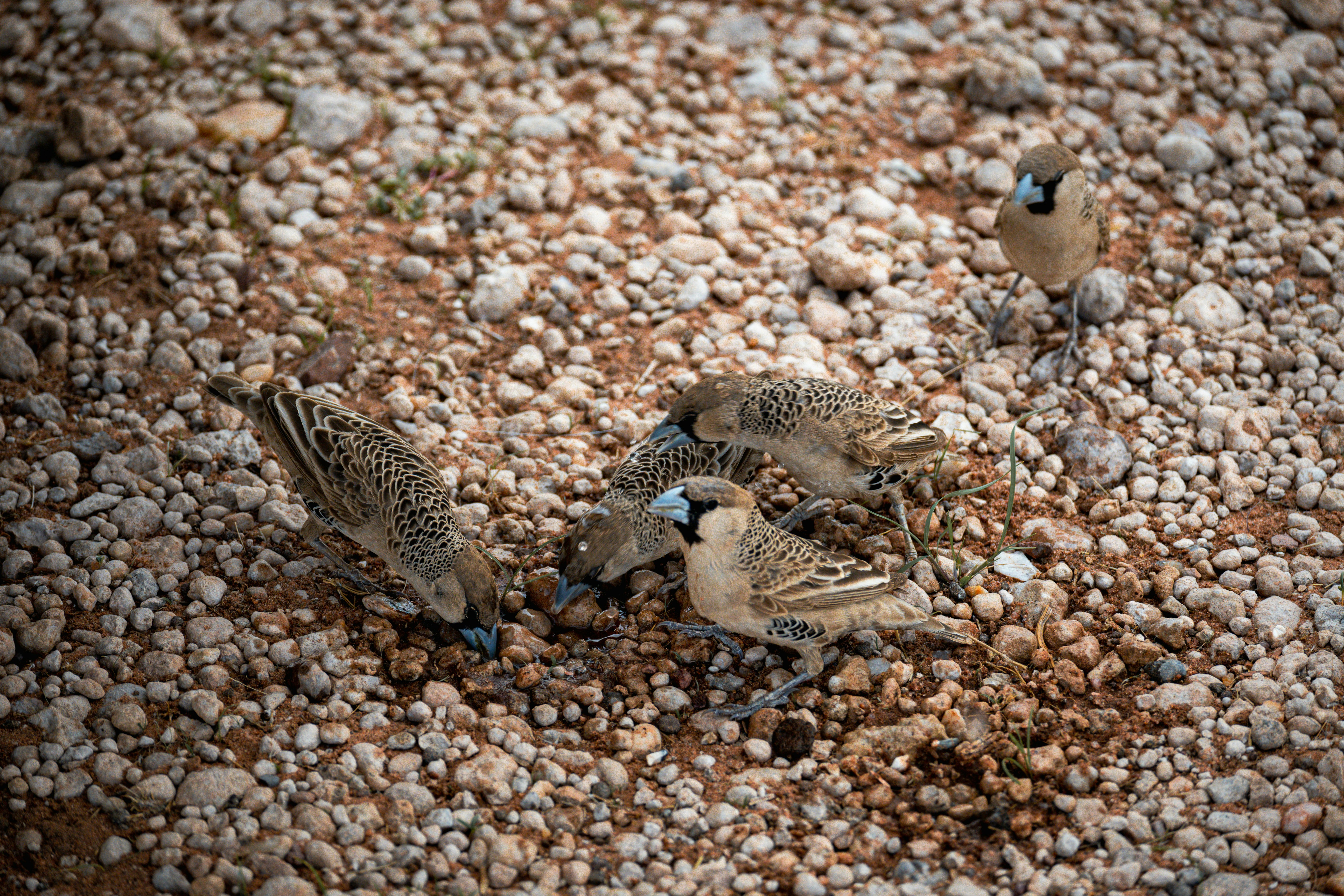 Pebbled stage: quartet of speckled quail